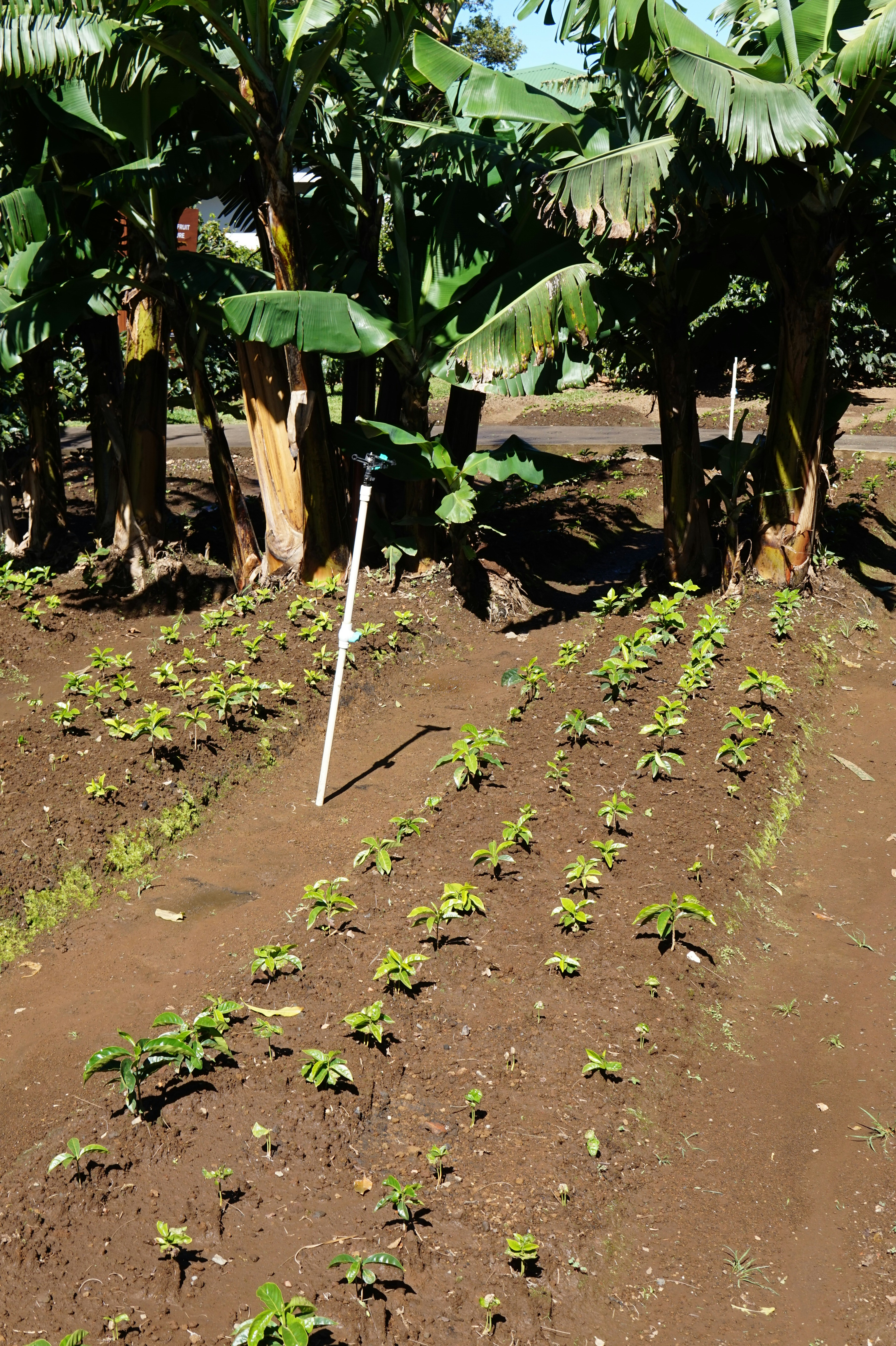 Banana Grove Nursery: Seedlings Raised Beneath Banana Canopy