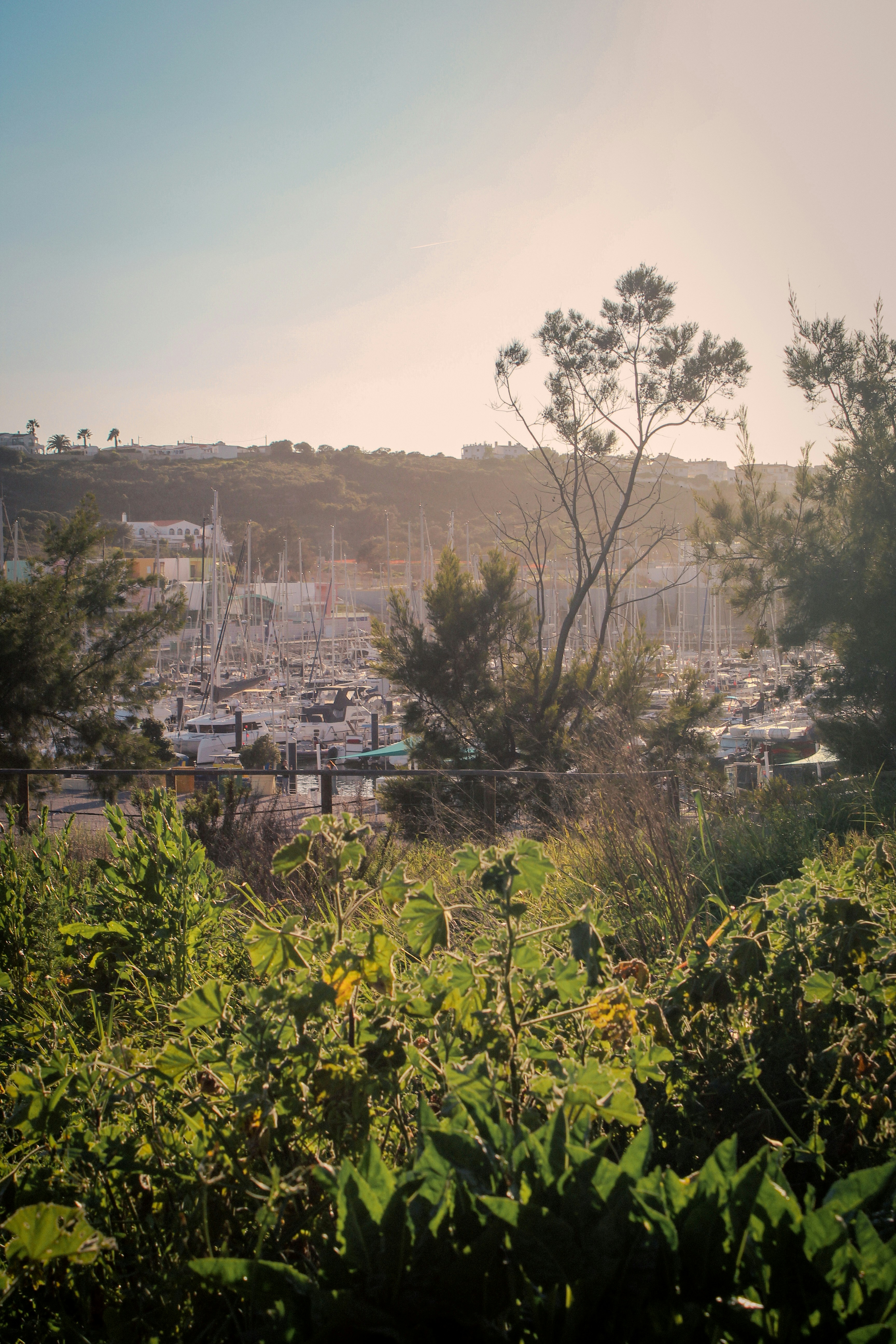 Harbor Vines at High Tide