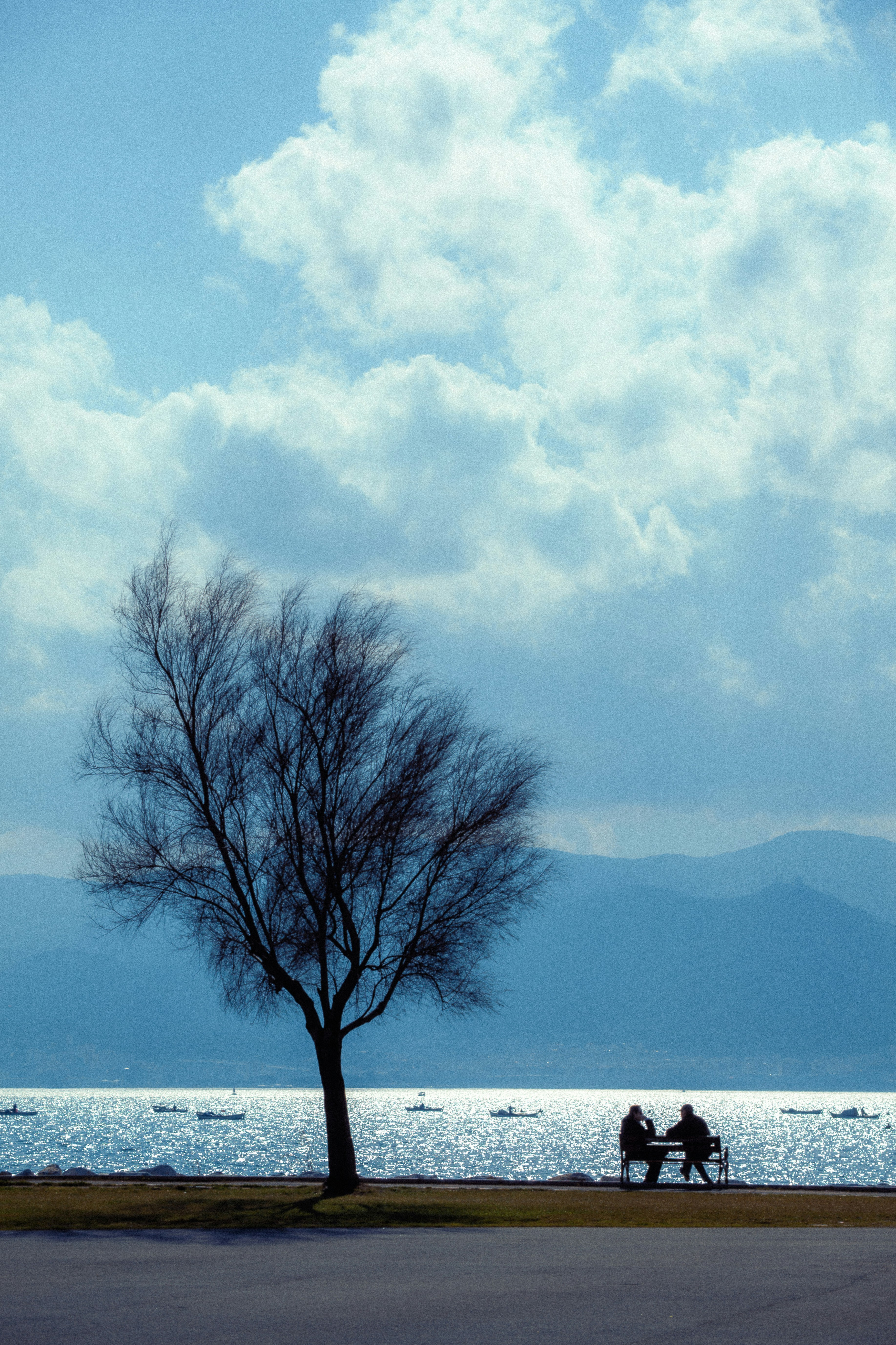 Solitary Tree by the Lake: Quiet Dialogue Beneath a Blue Sky