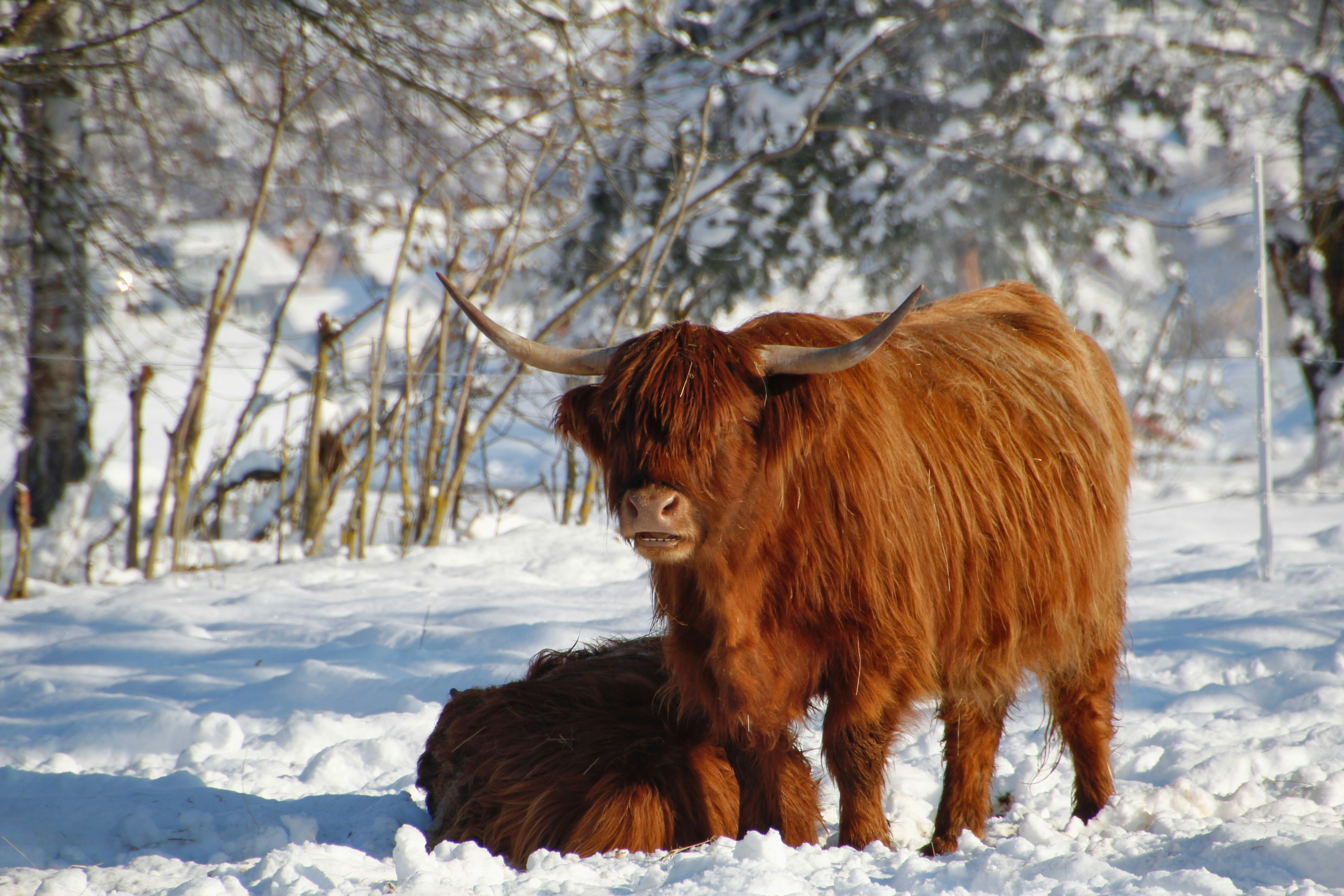Low Sunlit Highlander: A Snow-Covered Moment with a Grazing Pair