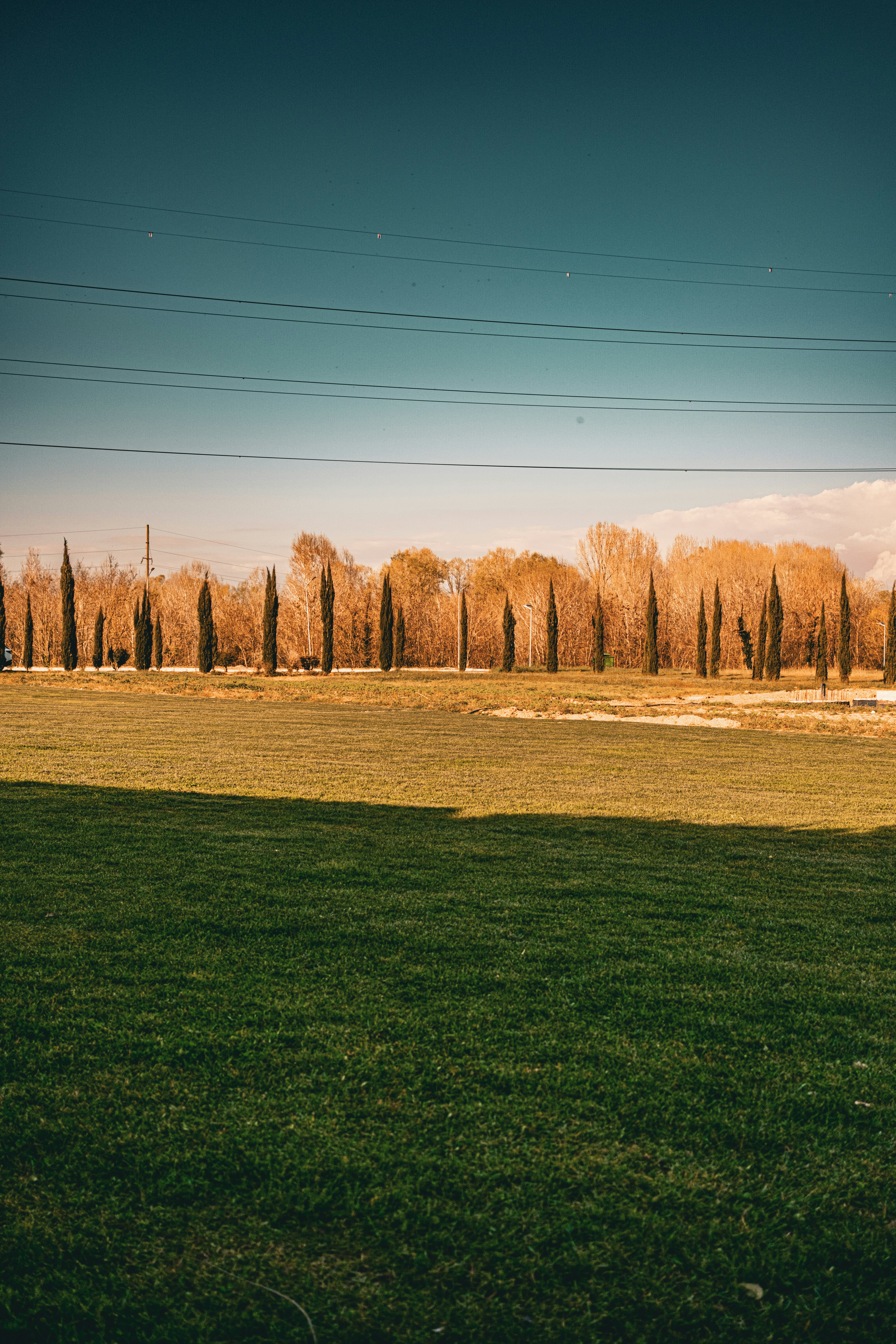 Row of tall, slender trees along a flat field under a gradient sky with overhead power lines; warm autumn tones and long shadows define the landscape.