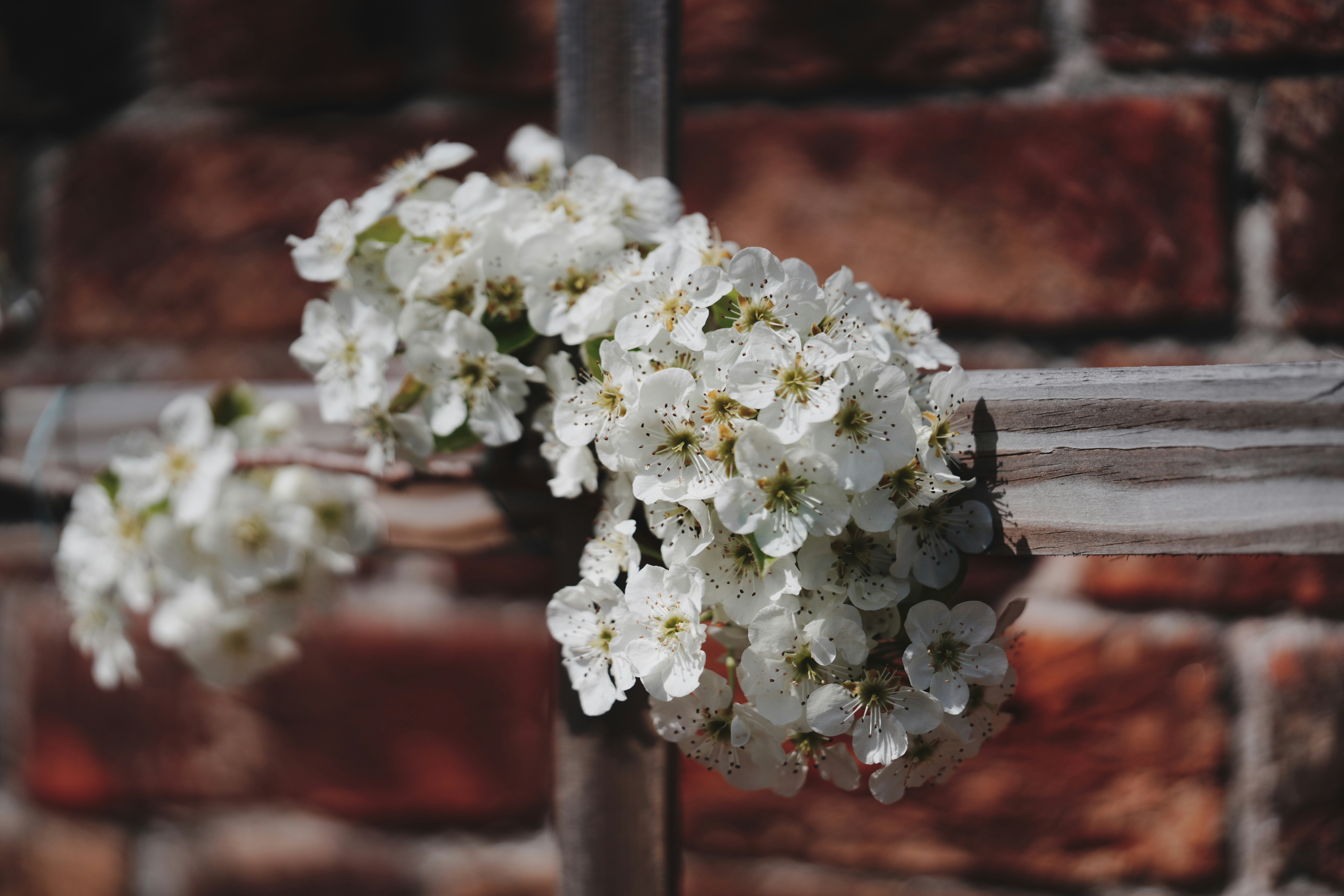 White blossoms on a weathered rail against a brick backdrop
