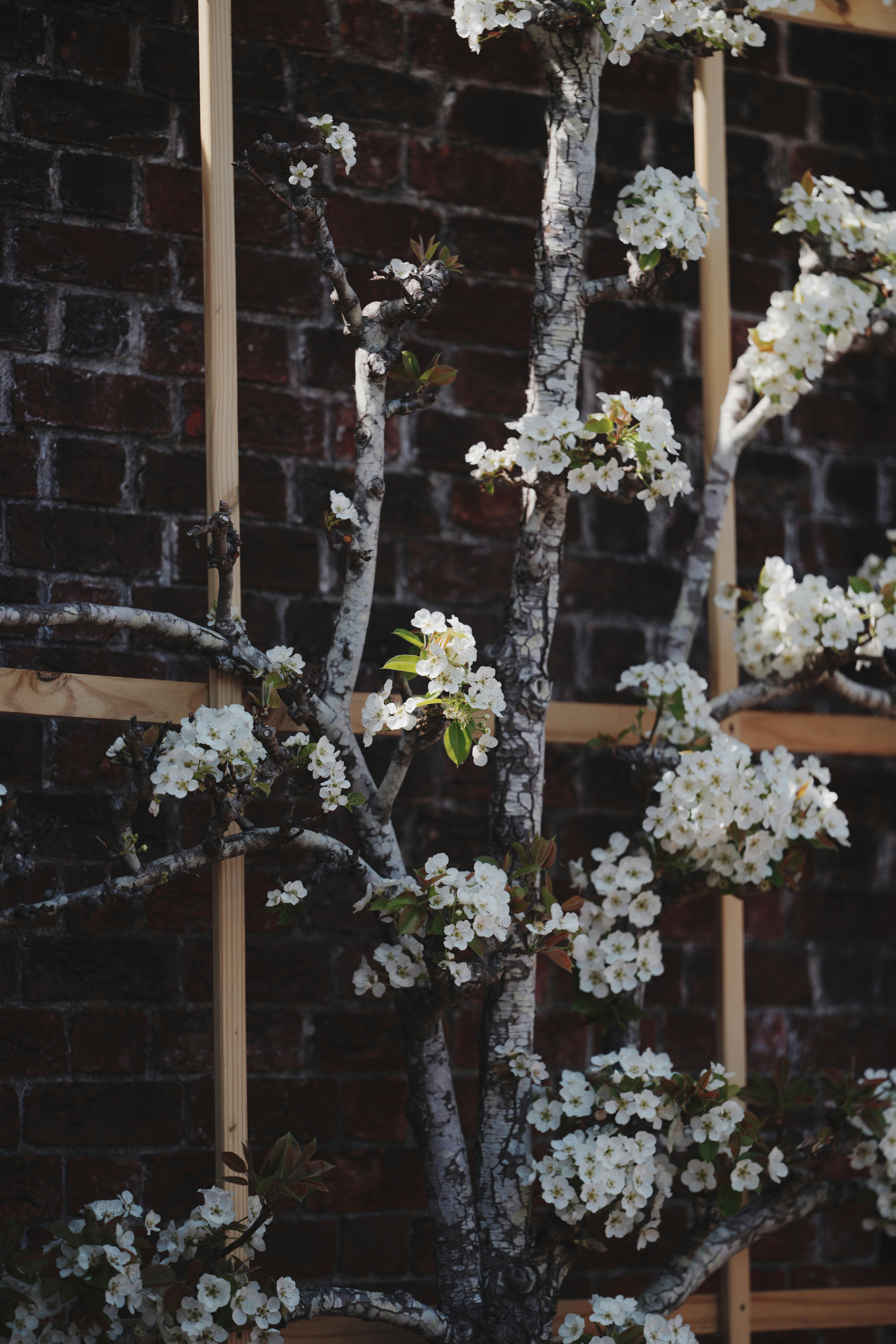 Blossoms on a Sturdy Wall: An Arbor of White Petals