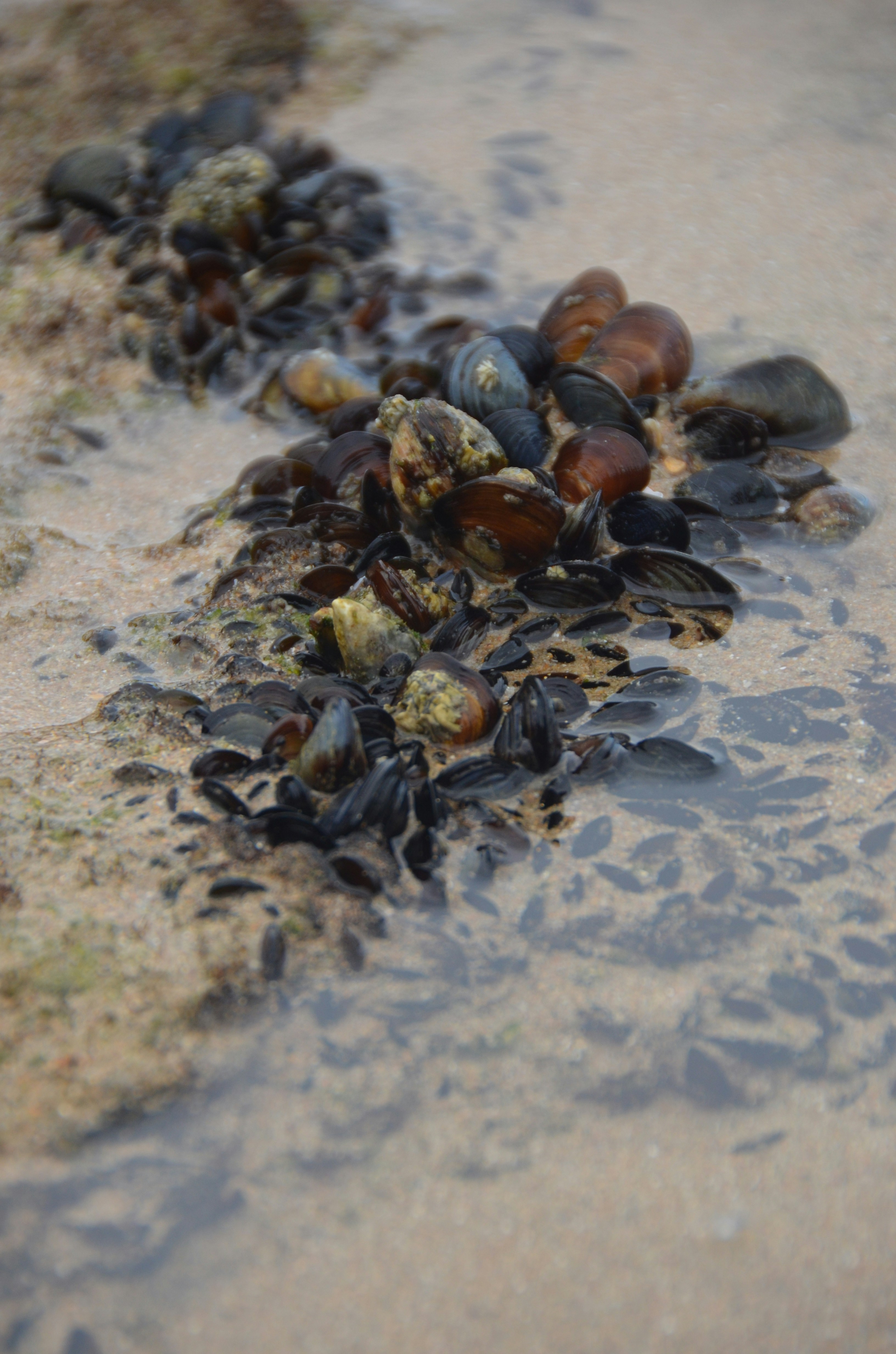 Shells in Tide-Washed Light: A Quiet Shoreline Clustering