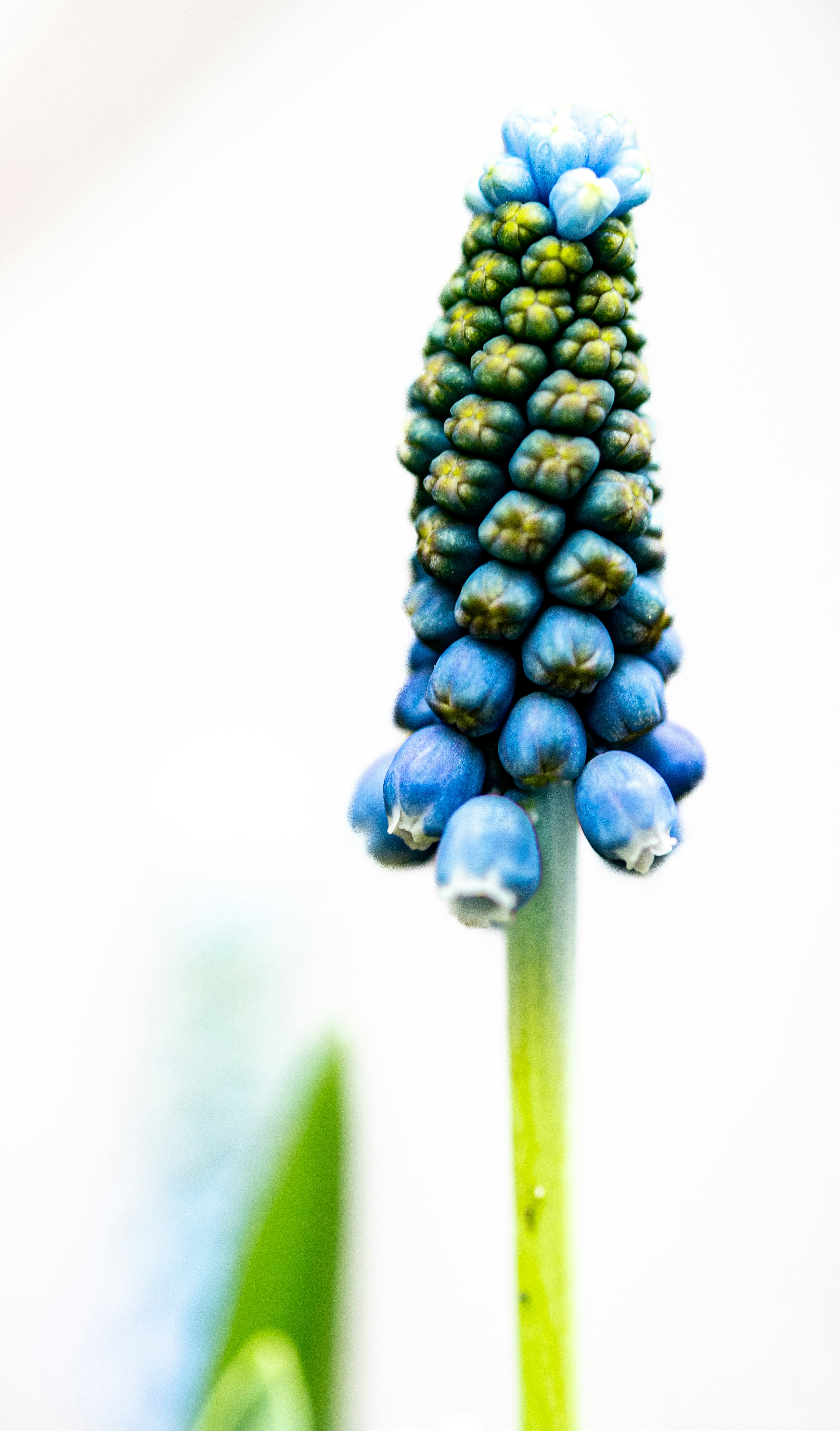 Blue-Bloom Cone: Aclose-up of a stacked grape-humled inflorescence