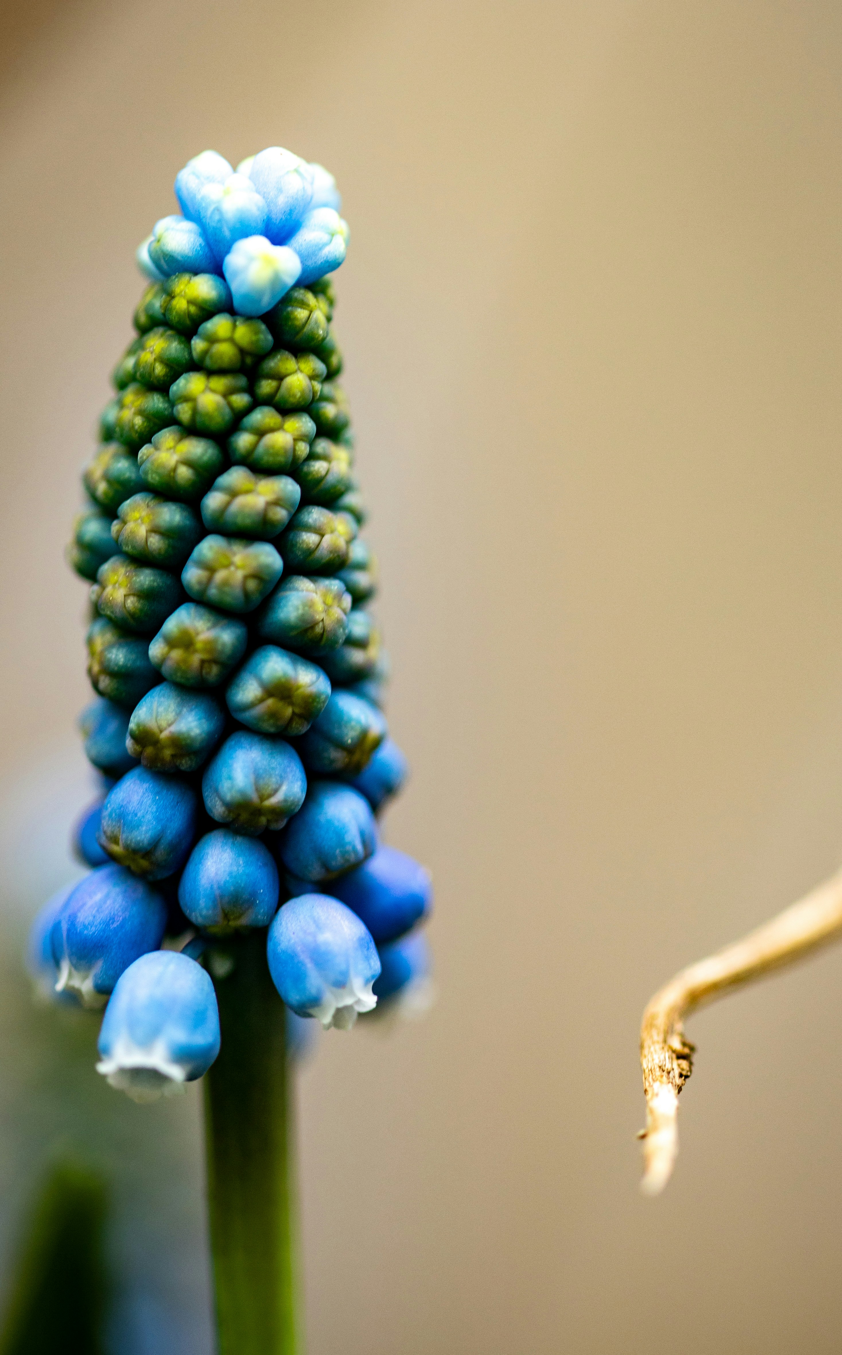 Blues on a Spire: a close-up of a stacked grape-horgon bloom