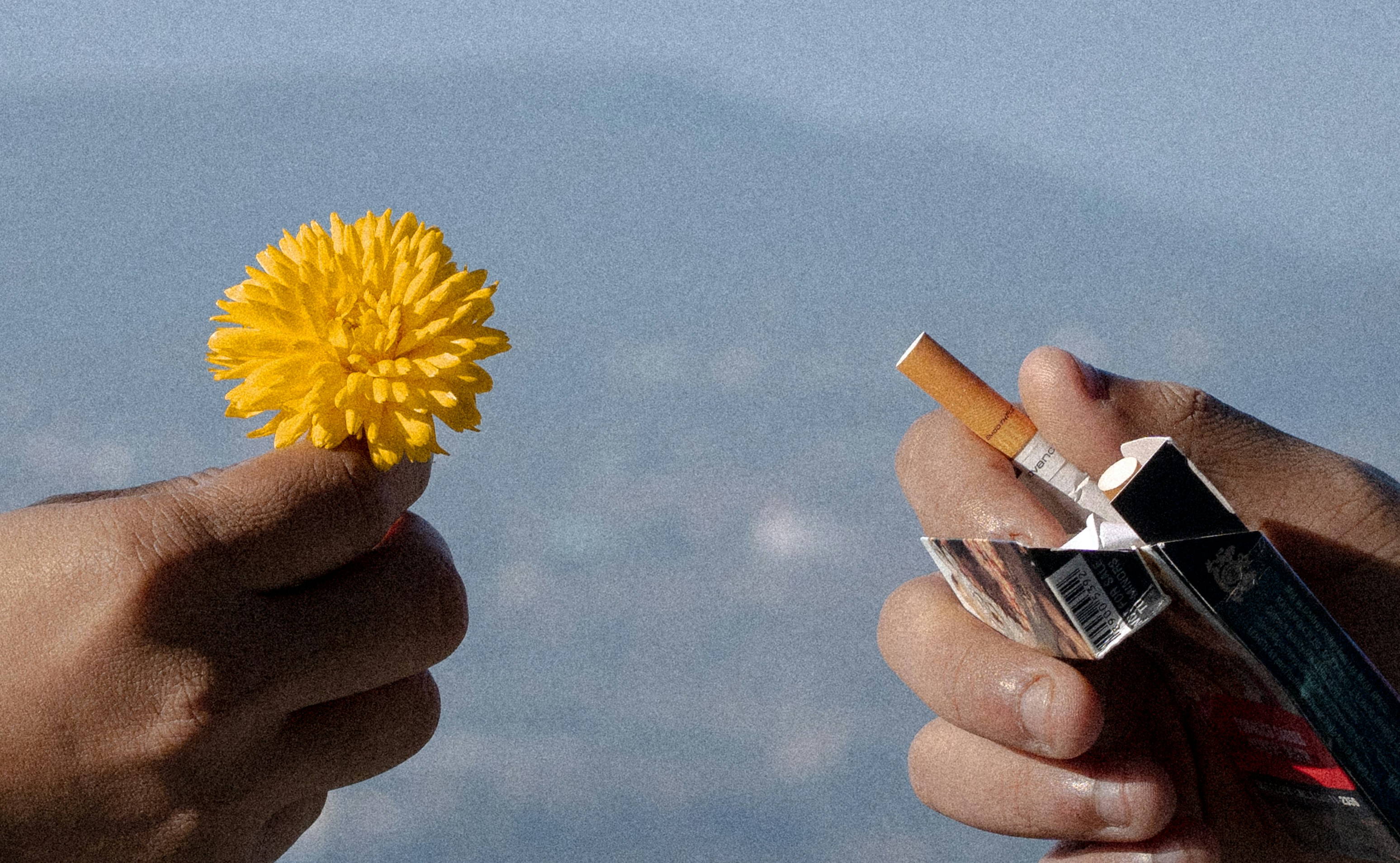 Yellow Chrysanthemum Between Hands: A Cigarette and Flower Moment