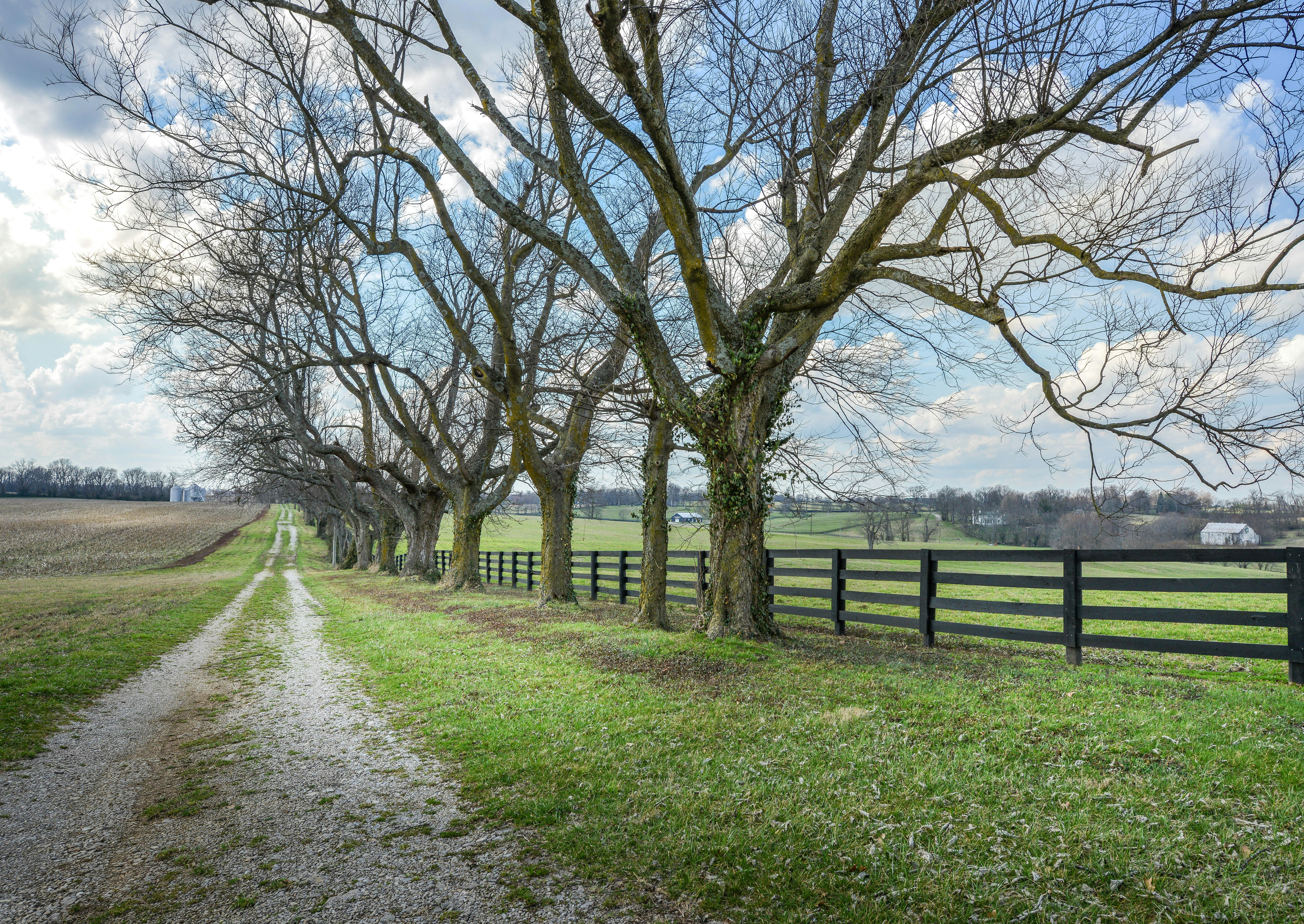 Row of Silent Willows Guiding the Country Path