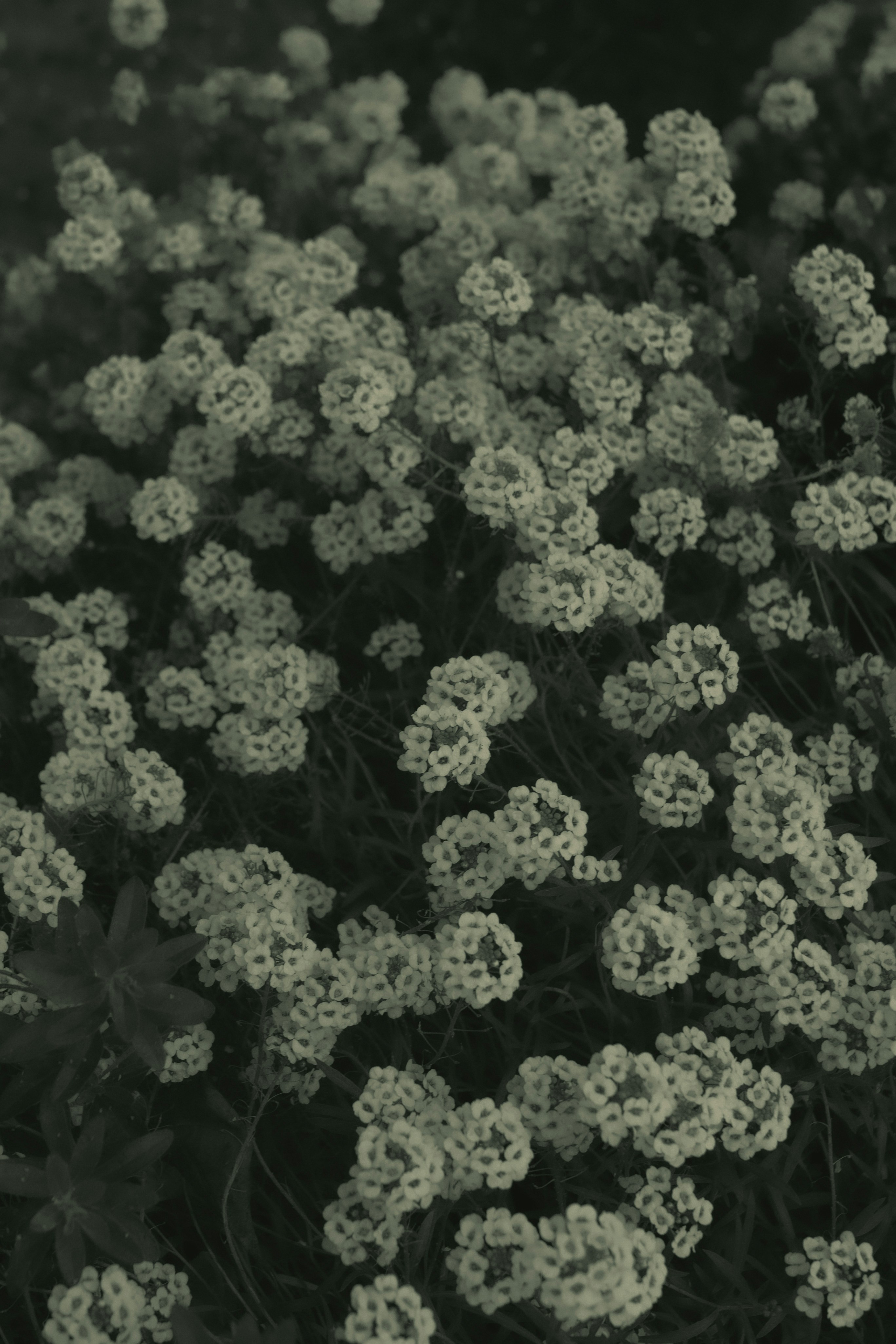 Moonlit Meadow: Close‑packed Florals in Monochrome