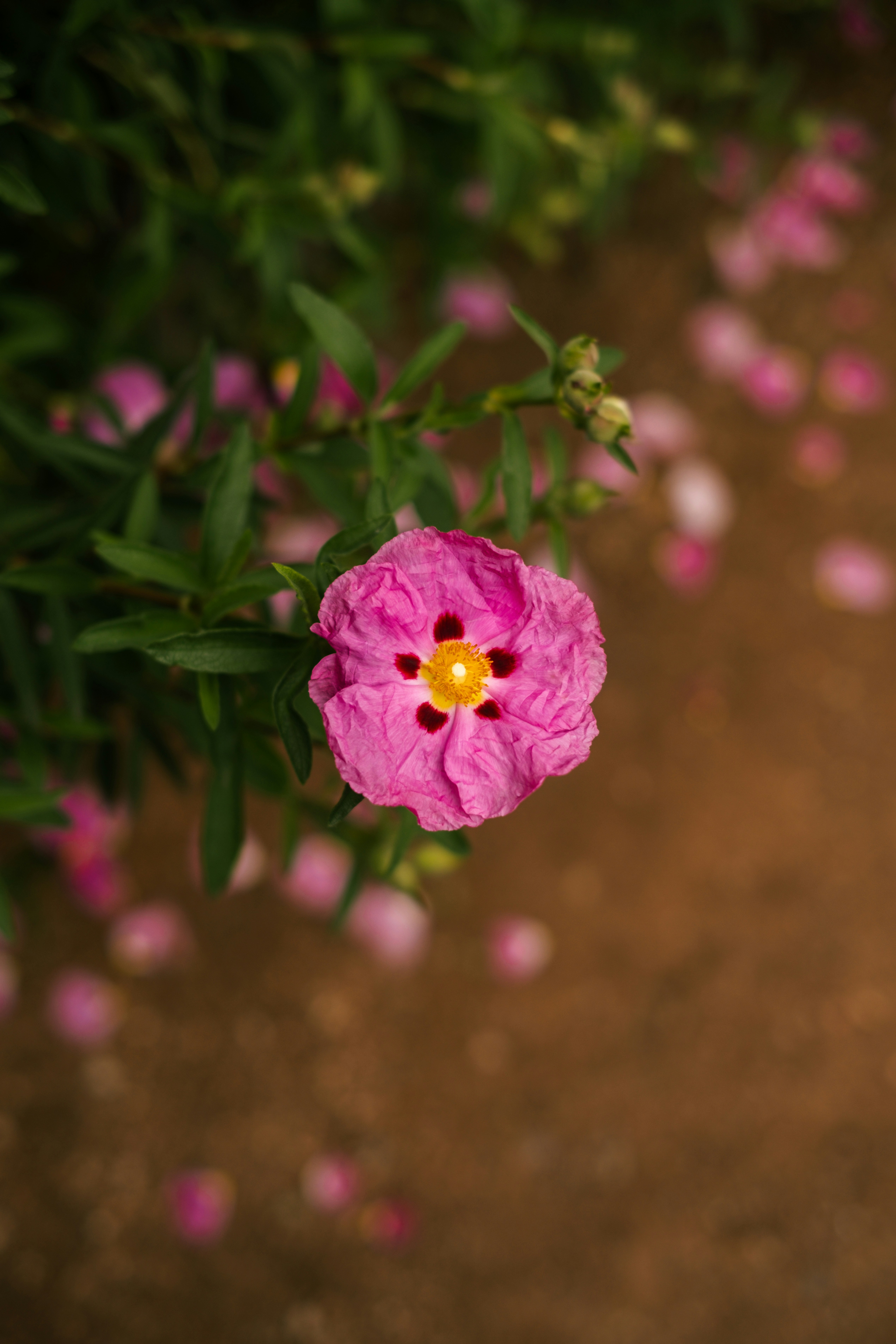 A single pink flower with yellow center stands in focus along a blurred garden path background, framed by green leaves. The scene emphasizes the bloom's texture and color variety.