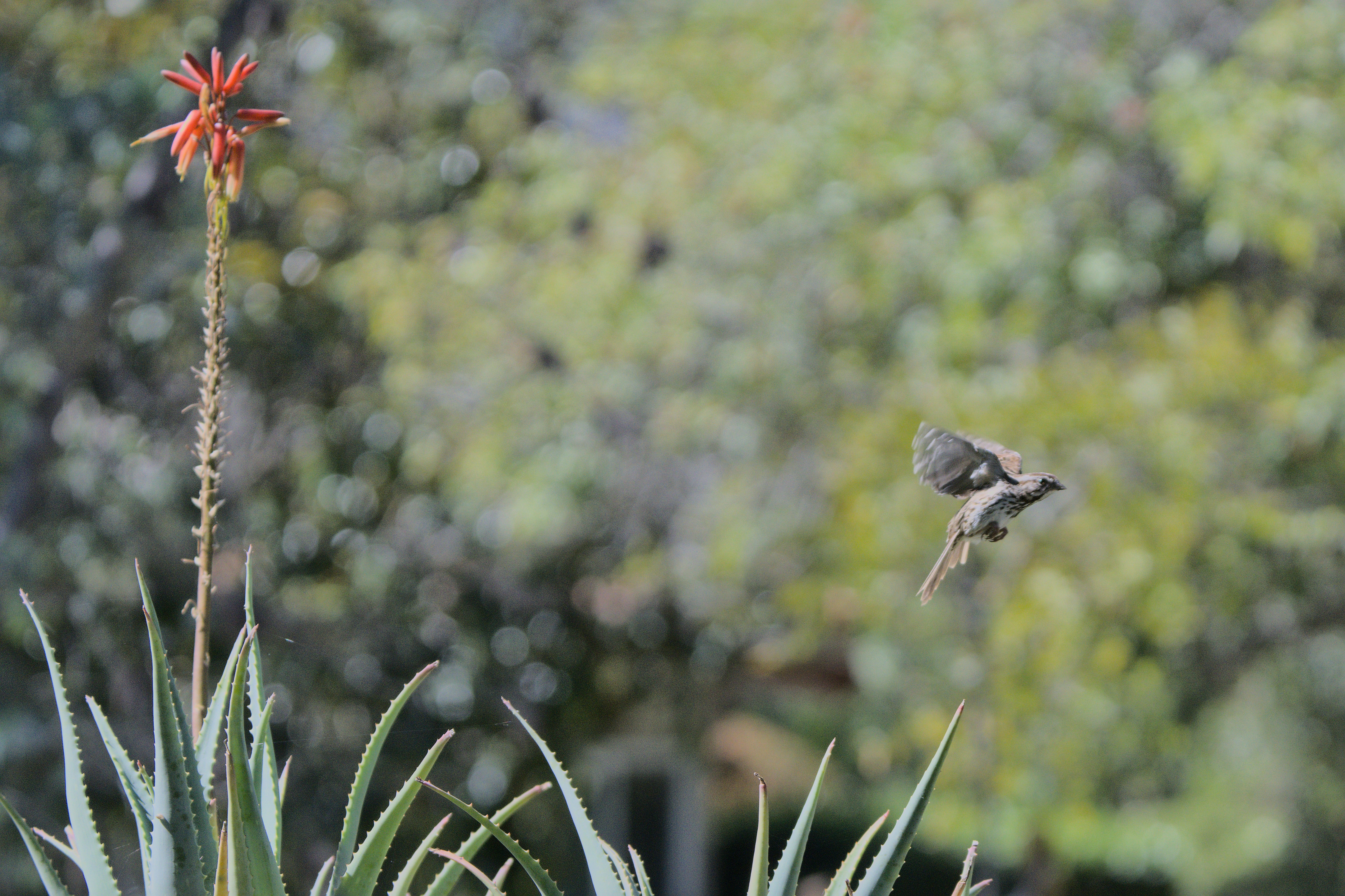 Hawk in Flight Over Desert Succulents