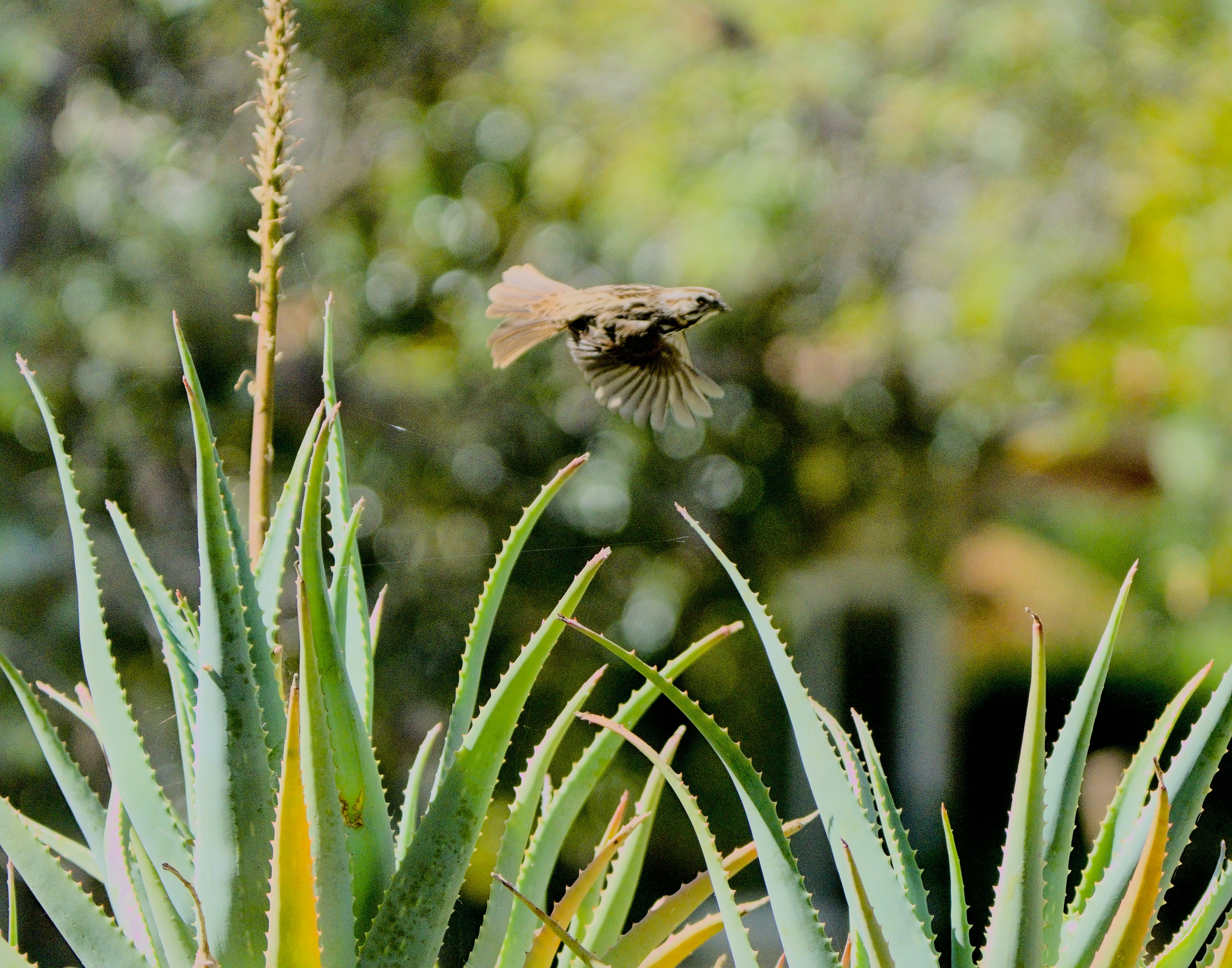 Mid-Air Moment: A Tiny Bird Skims the Garden Spine