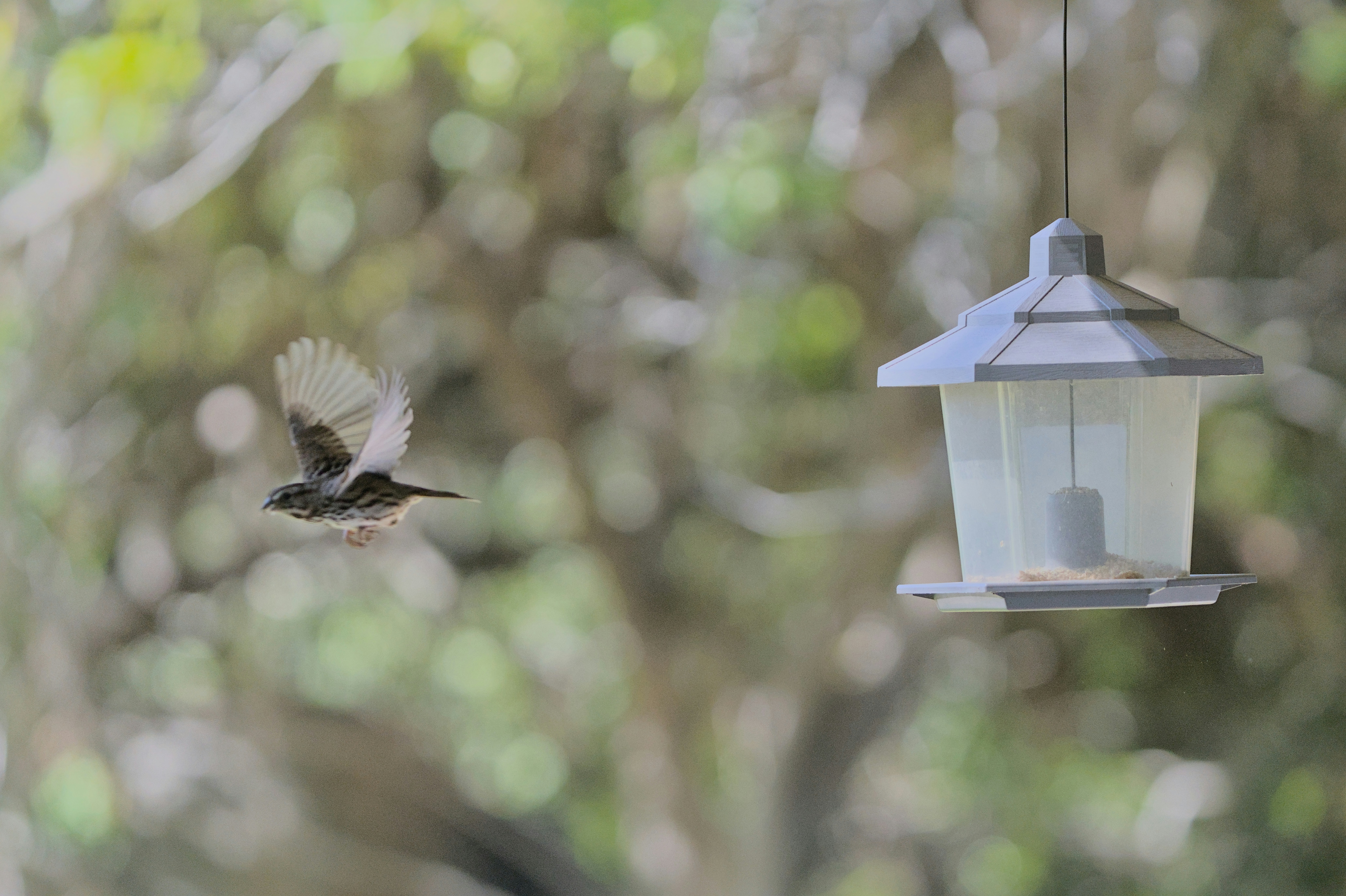 Hummingbird Whirl: A Flicker of Motion Near the Garden Feeder