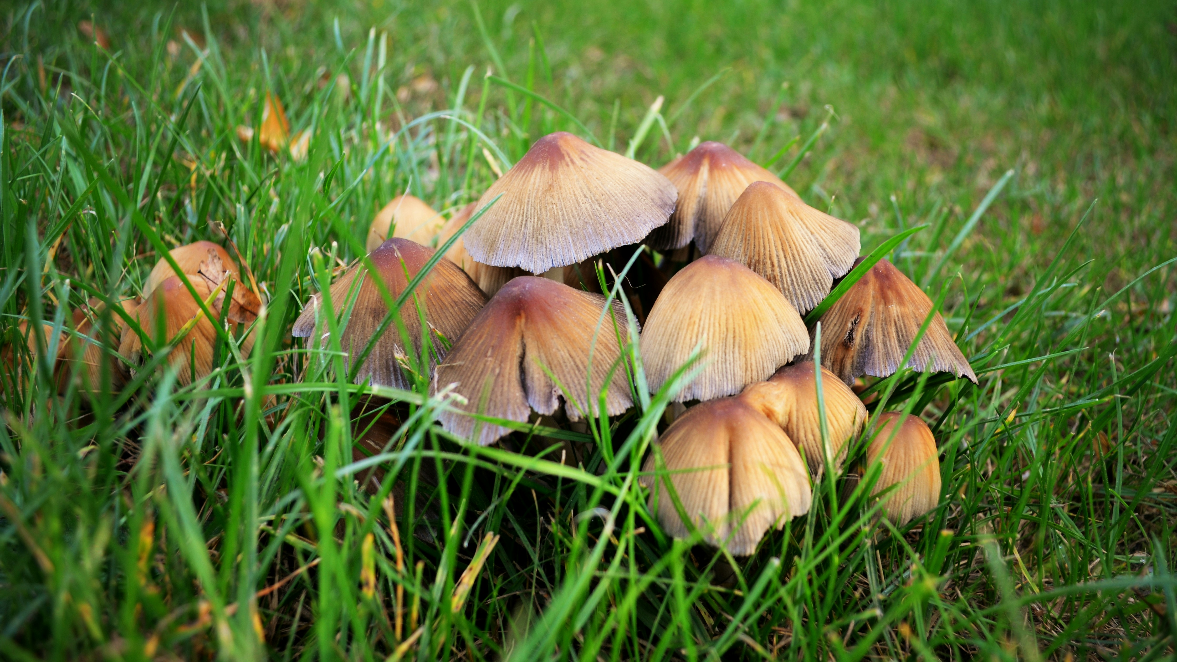 Mushroom Cluster Nestled in Grassy Margin