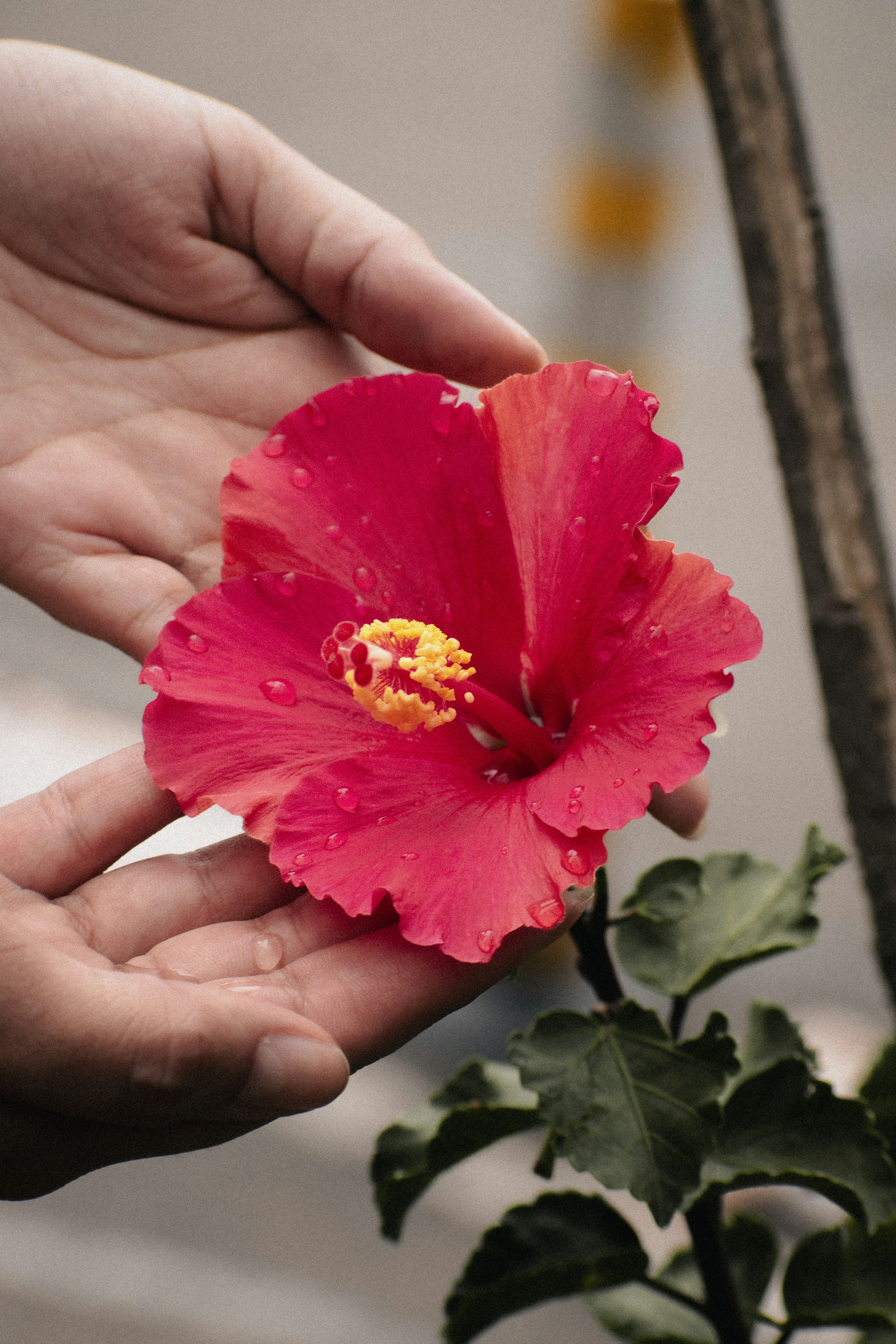 Hand-tended Hibiscus: A Coral Bloom in Focus