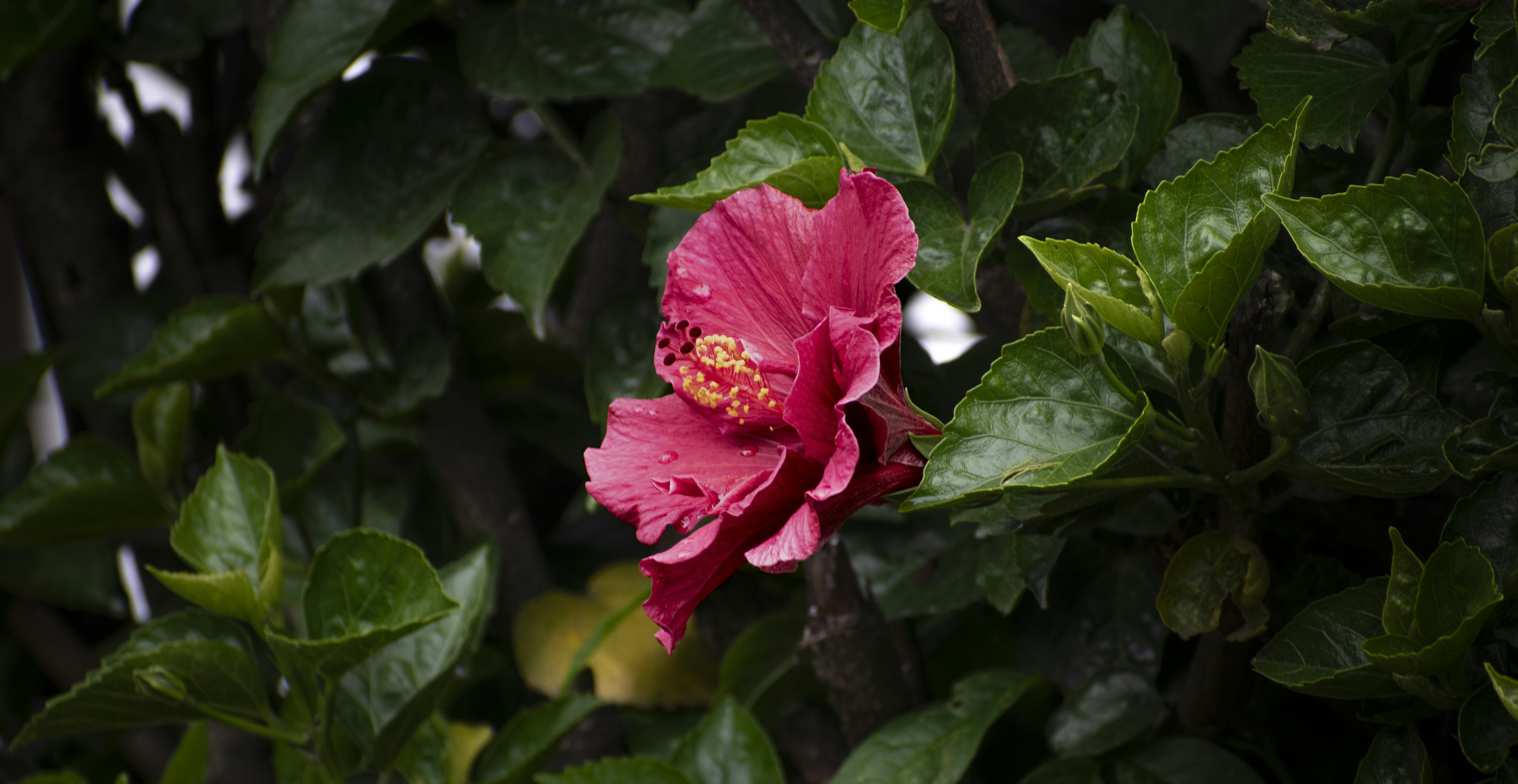 A single pink hibiscus bloom anchors a sea-green hedge