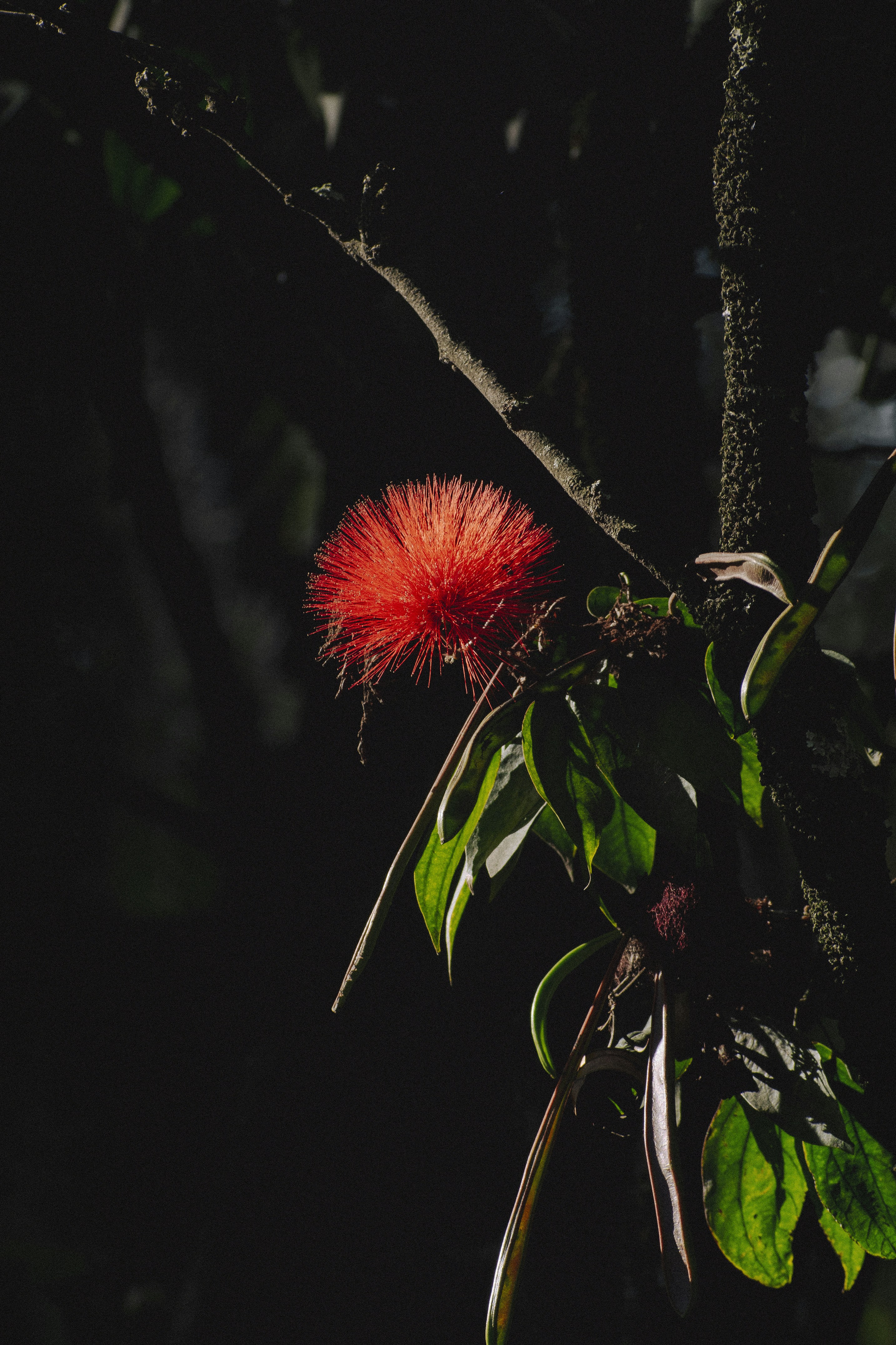 Flame Bloom: A Red Bottlebrush Against Night-dark Canopy
