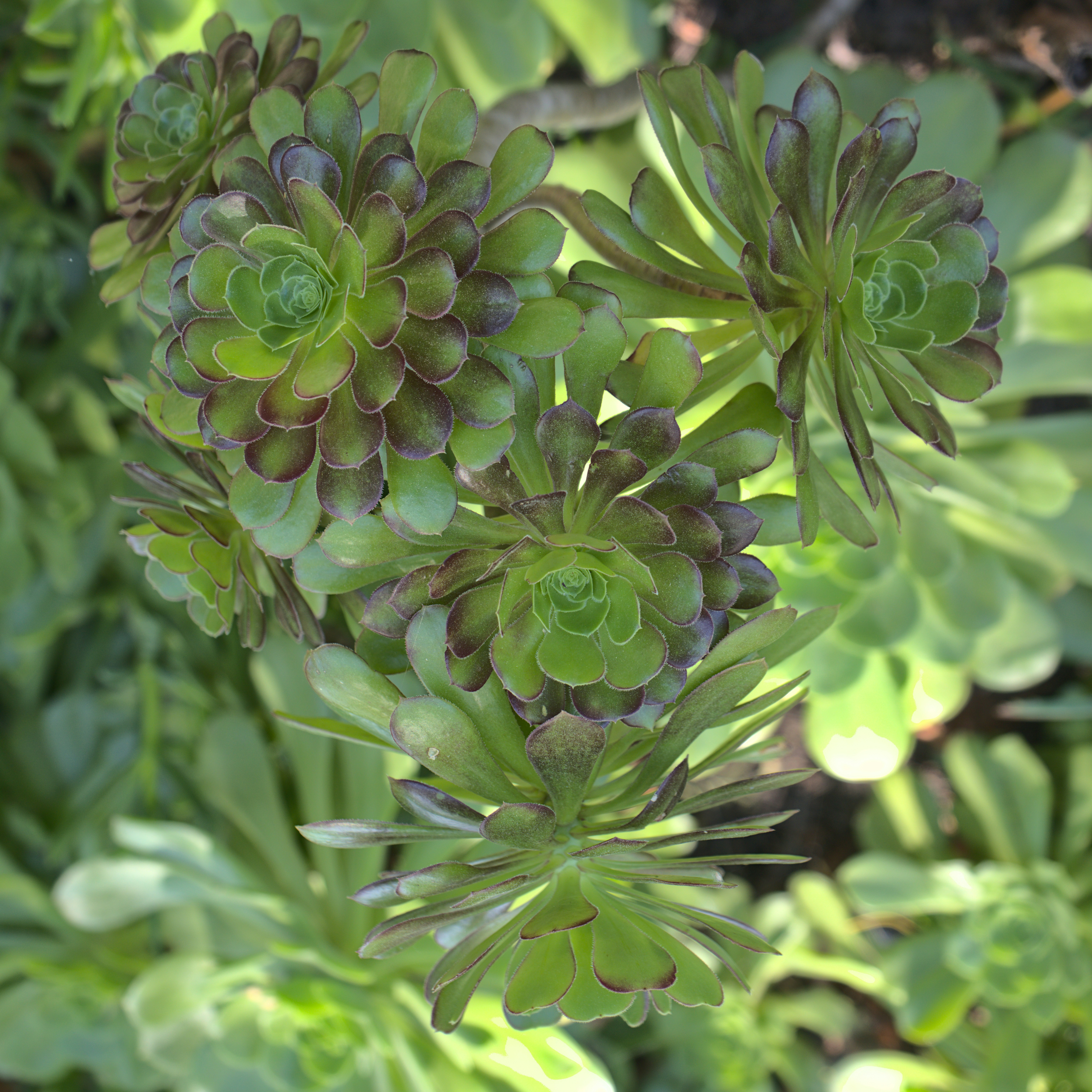Succulent Rosettes Radiating Green and Purple Edges