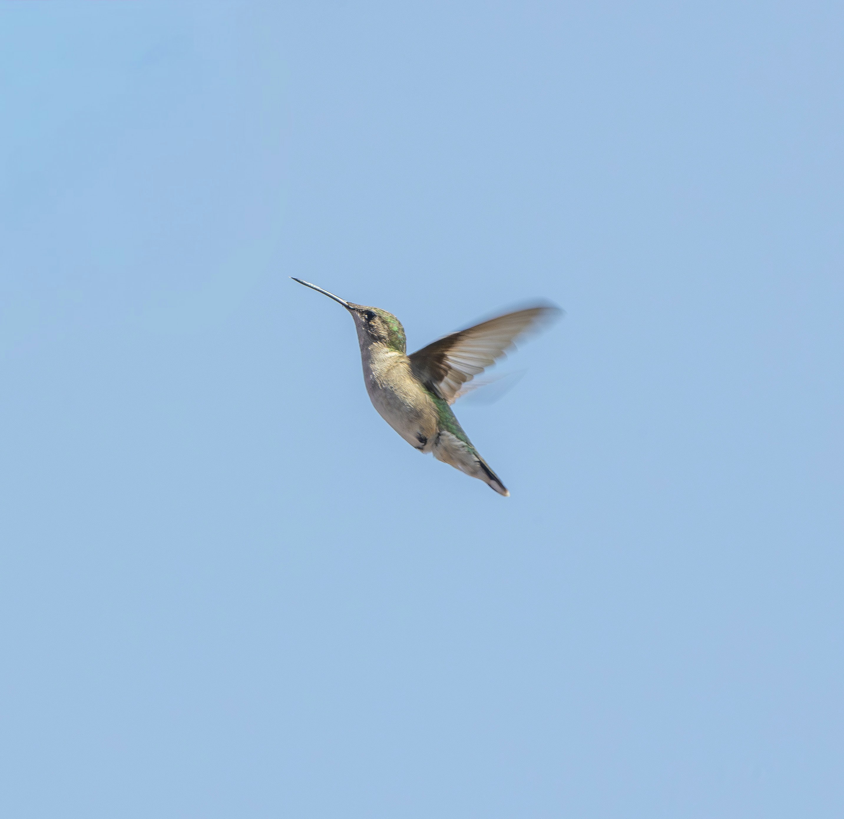 Hummingbird in a Quiet Sky