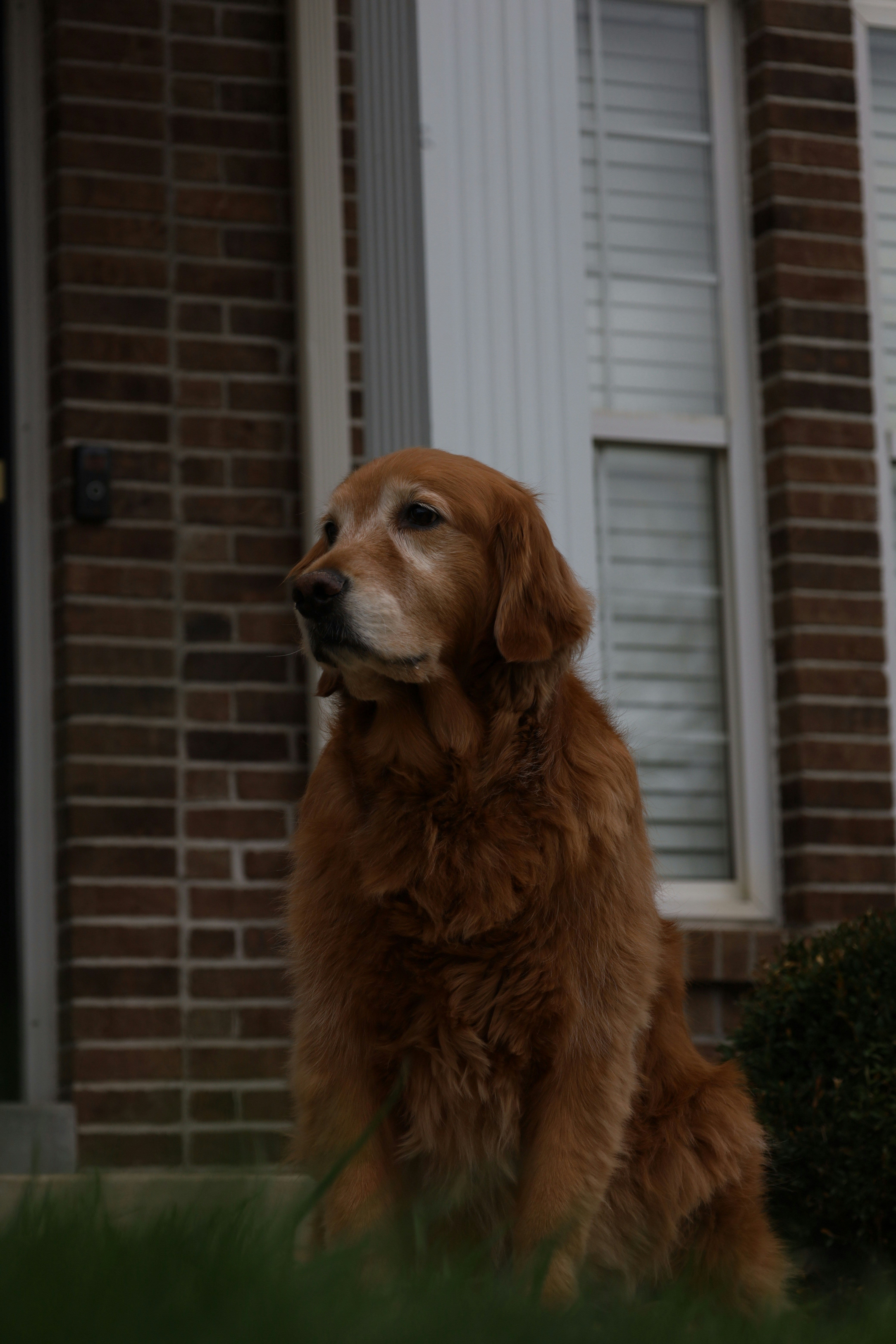 Golden Retriever in Evening Porch Light