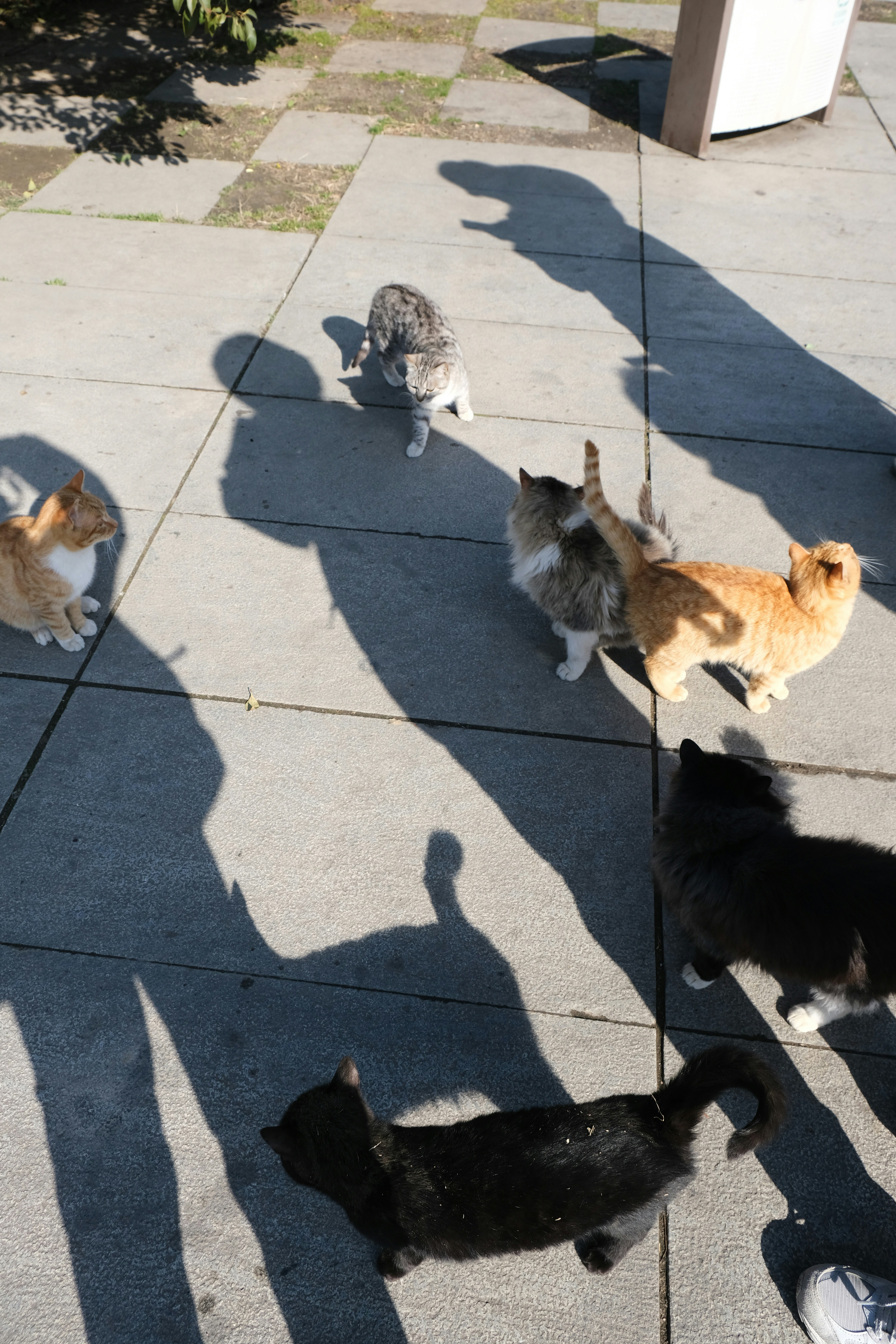 Shadow Parade: A City Courtyard Orchestrates a Feline Circle