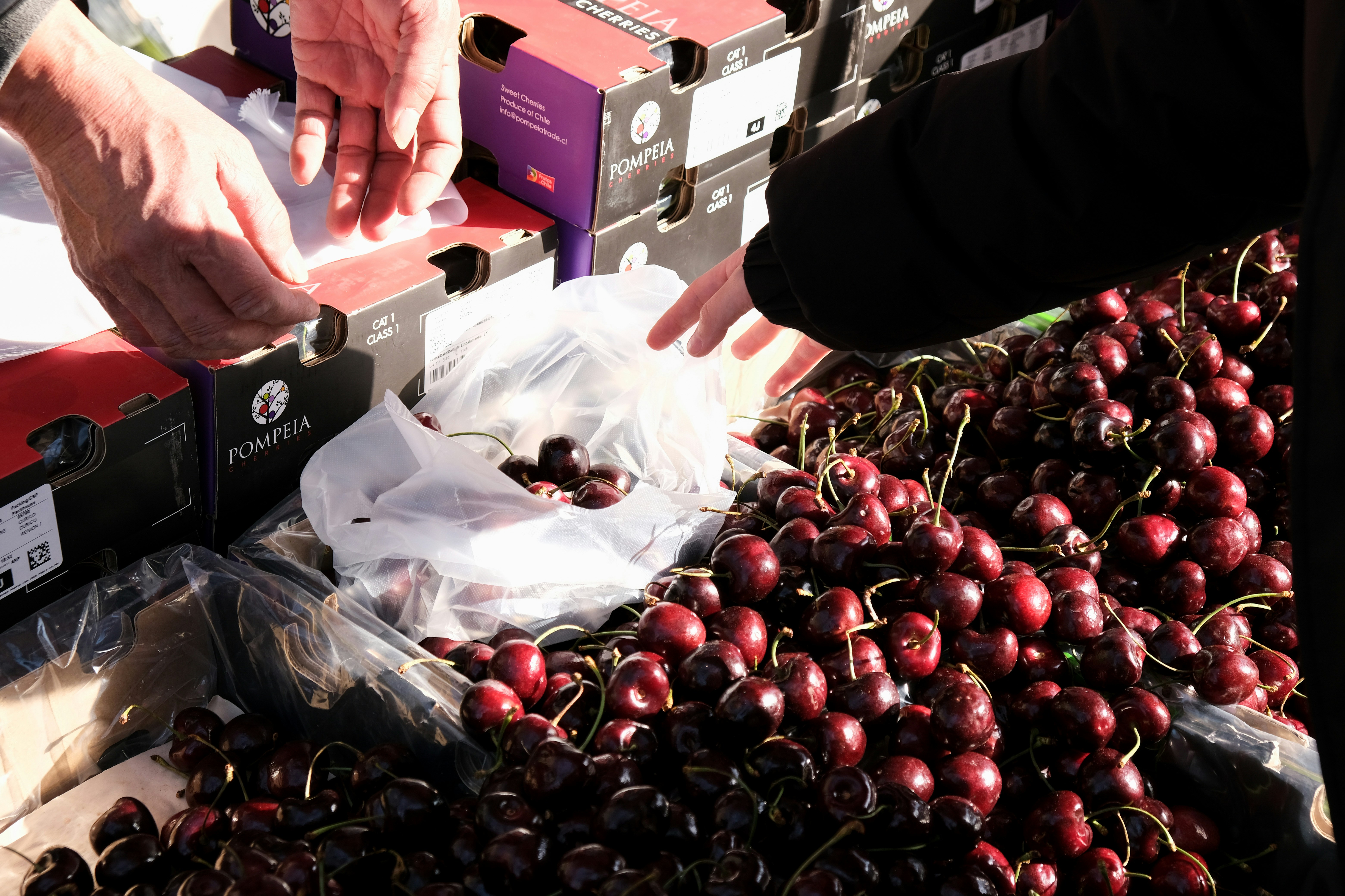 Hands Pouring Fresh Cherries: A Quick Market Exchange