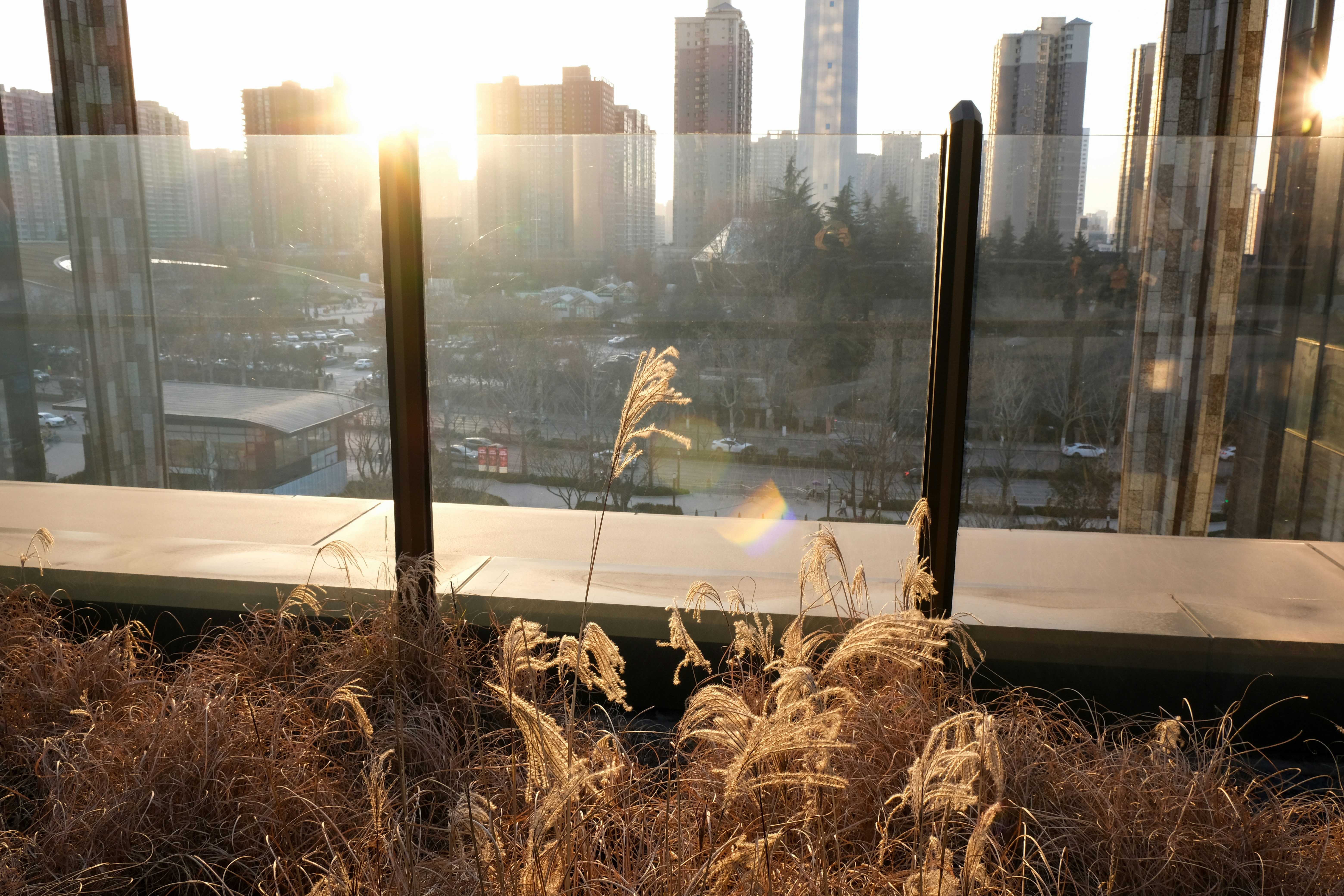 Sunlit tufts in the urban edge: grasses with glass and skyscrapers