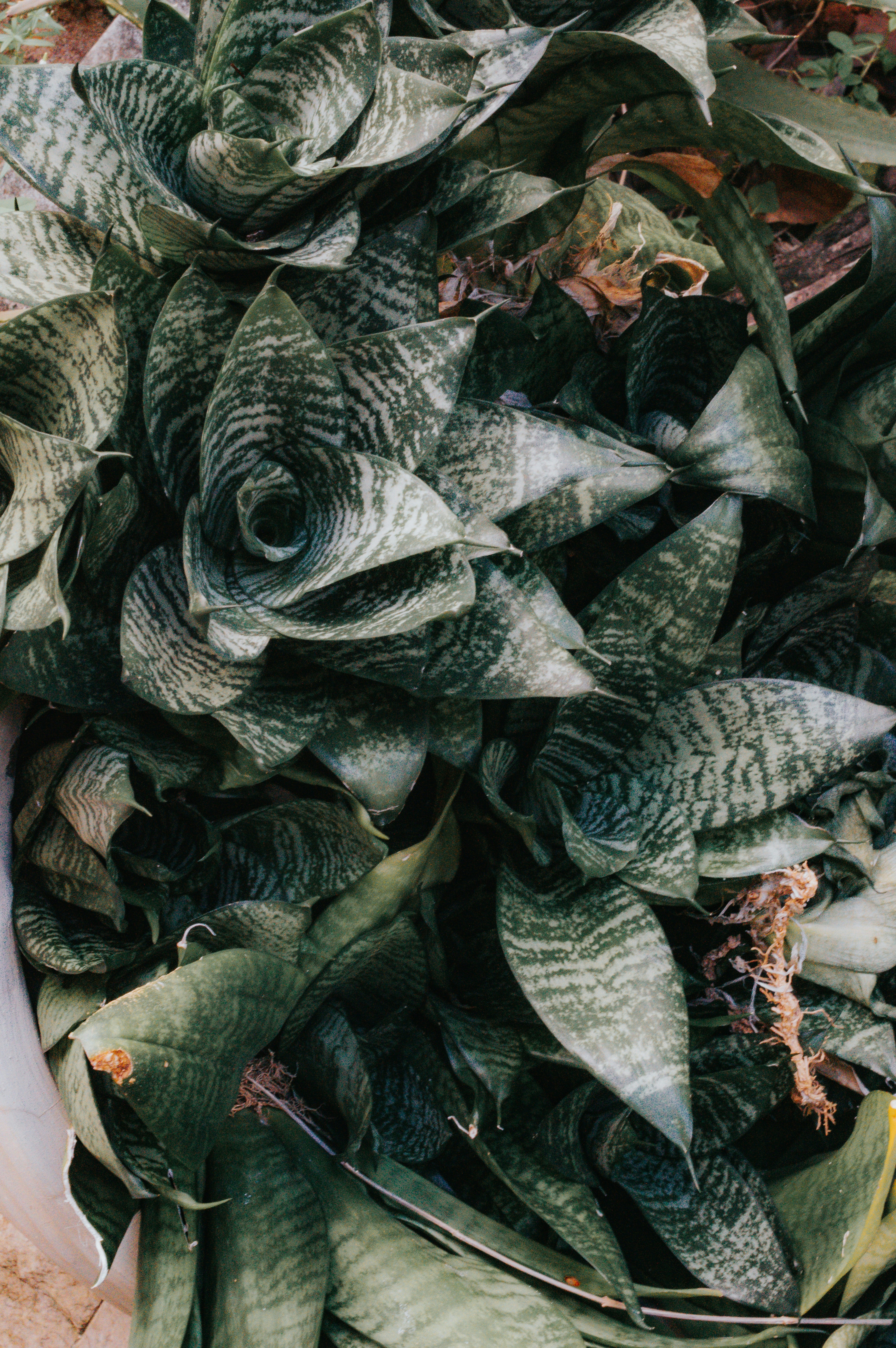 Coiled Variegated Succulent Rosettes