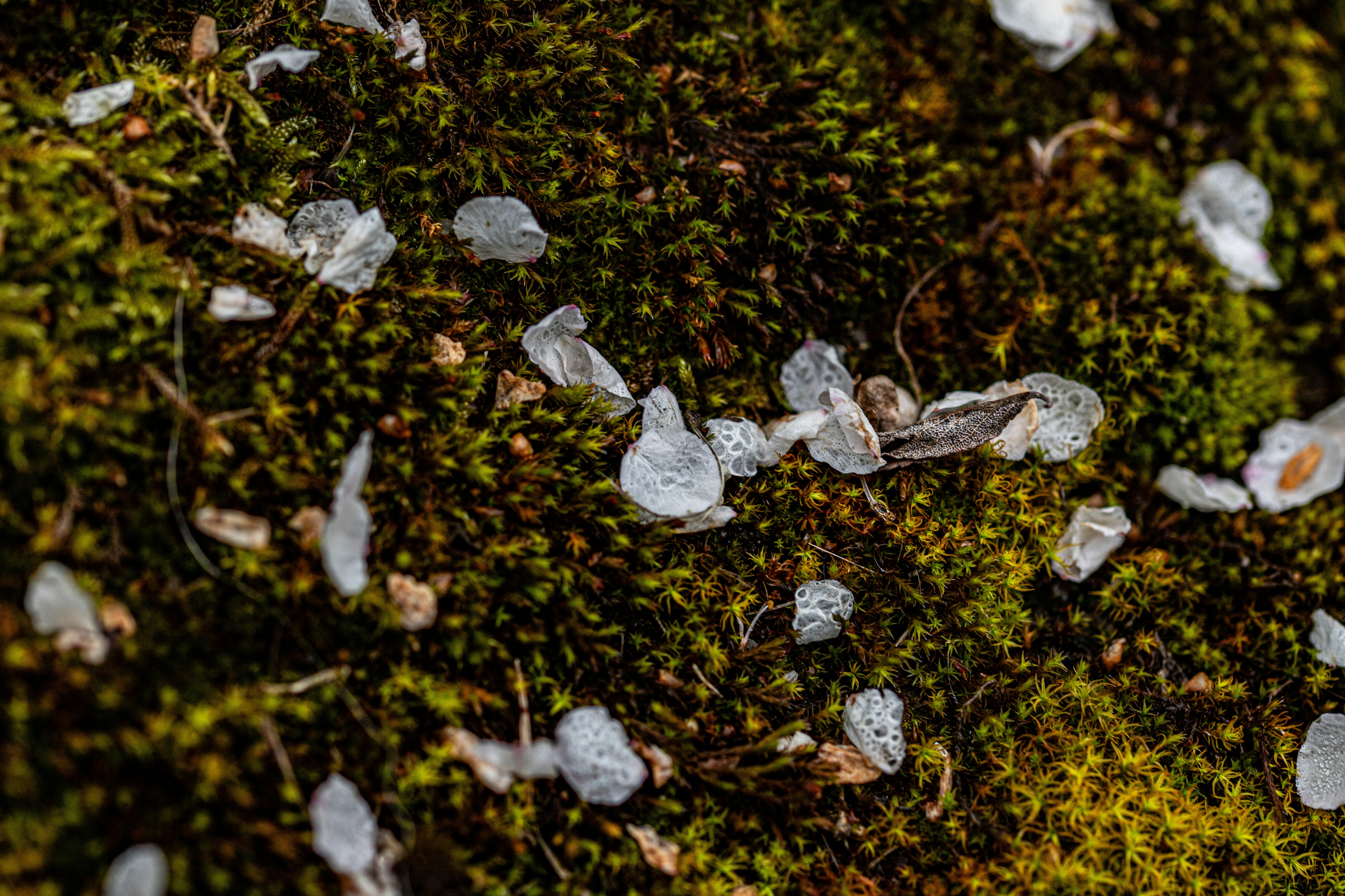 Mossy Forest Floor with Pale Petals