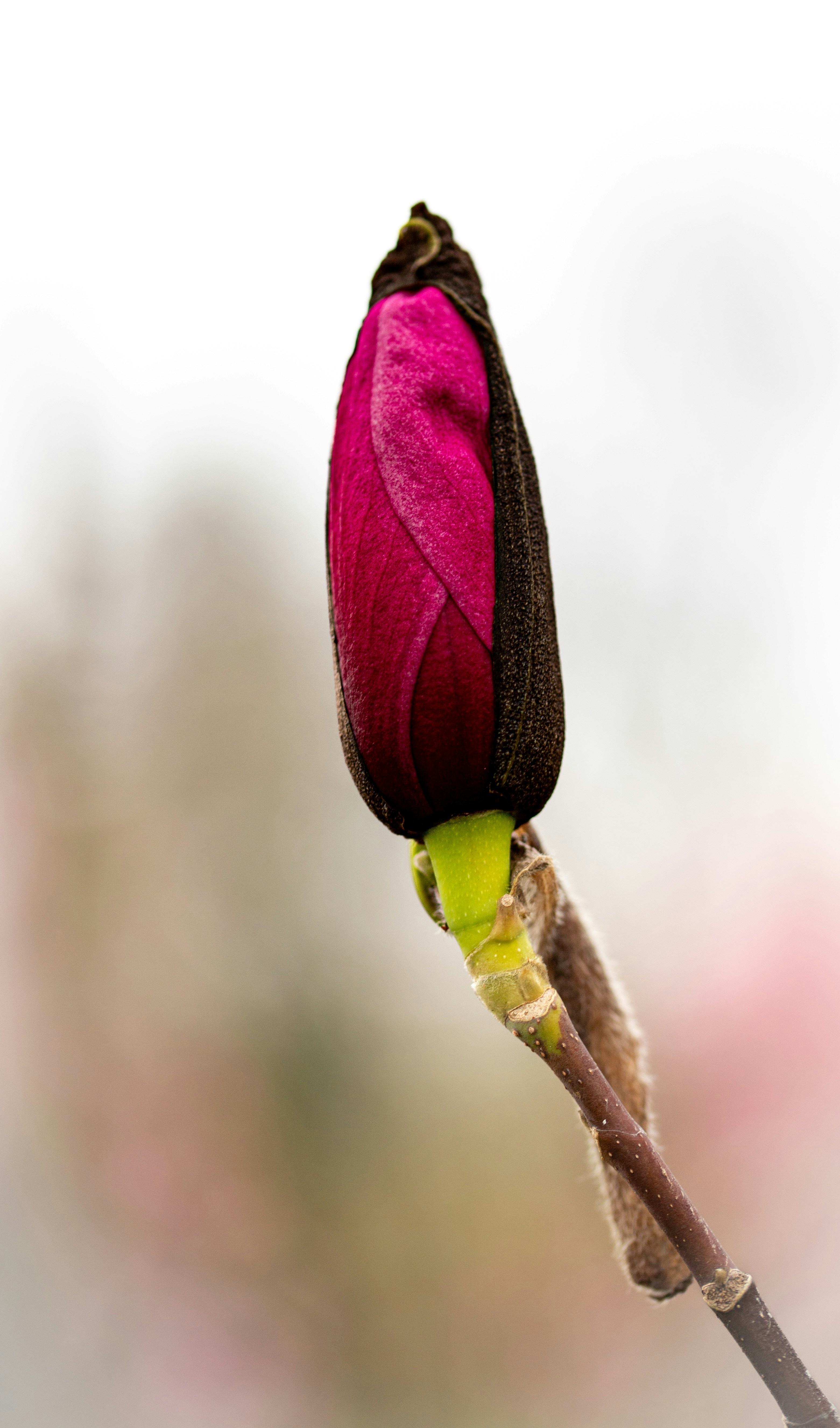Crimson Bud in Soft Focus