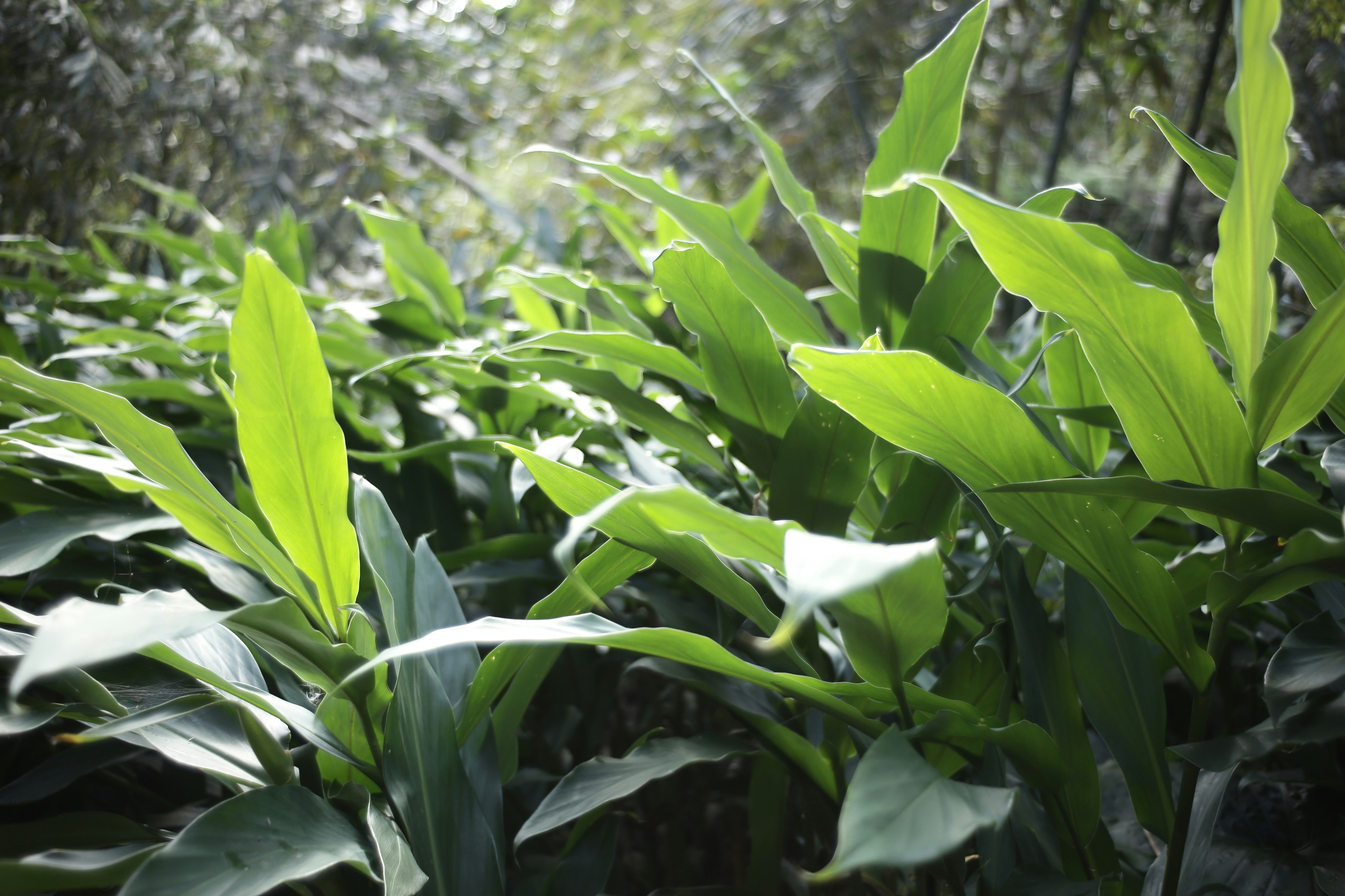 Sunlit Cornstalk Fronds: A Quiet Green Mirage