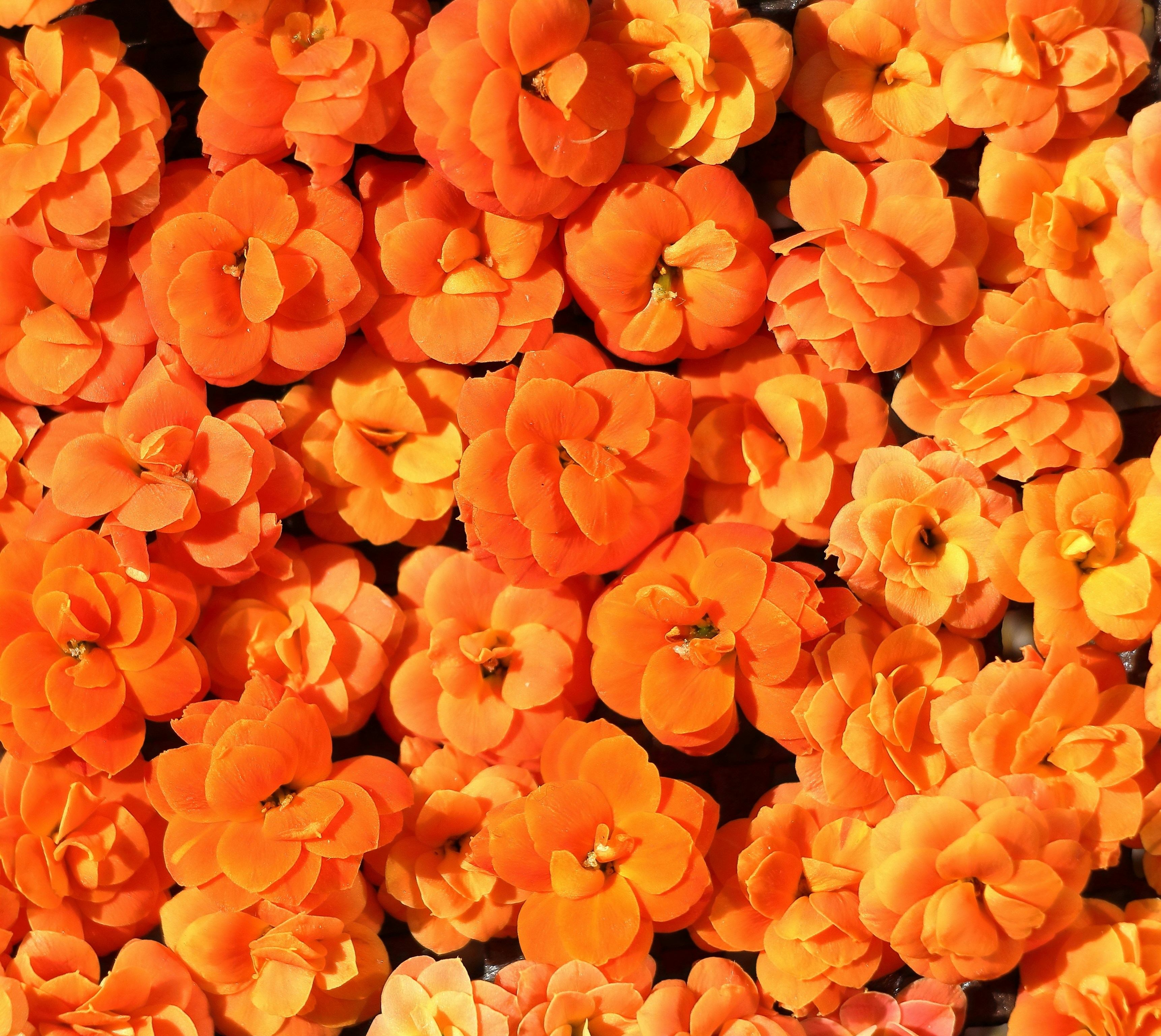 Spread of Orange Petals: A Sea of Zinnia-like Blooms