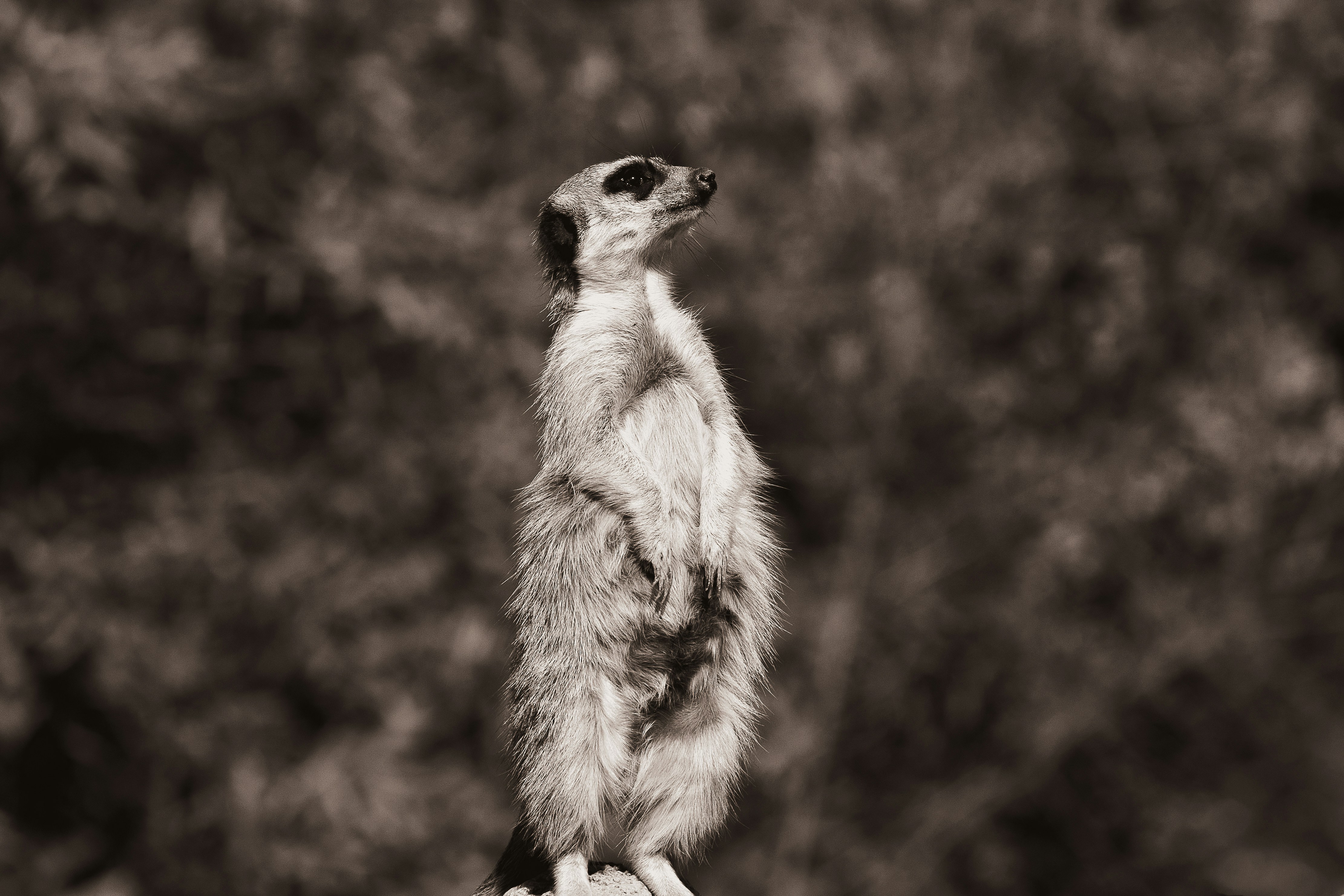 Meerkat upright on a pedestal-like stance with blurred natural background in monochrome.
