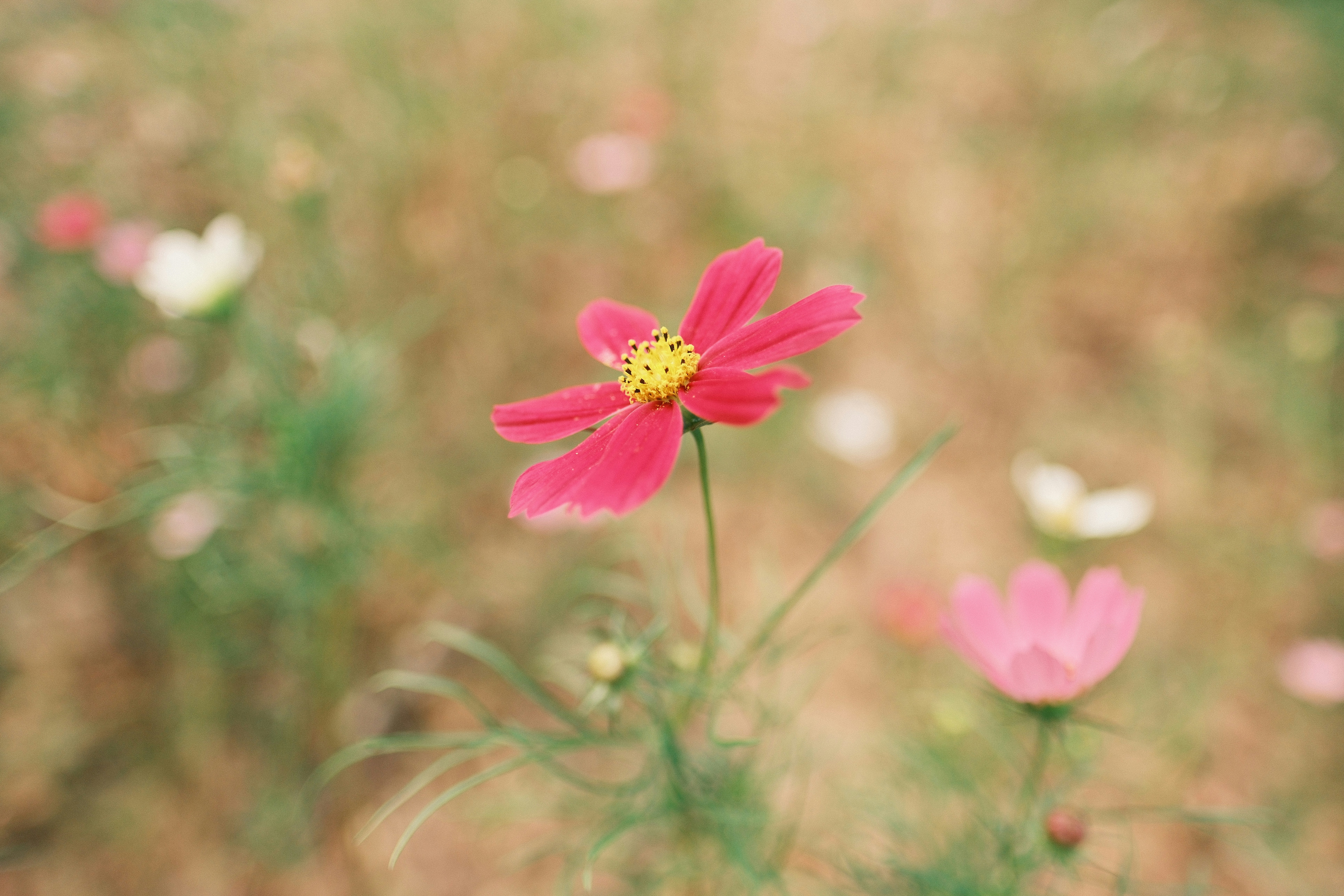 Red Cosmos in Soft Field: A Delicate Bloom among Blurred Background