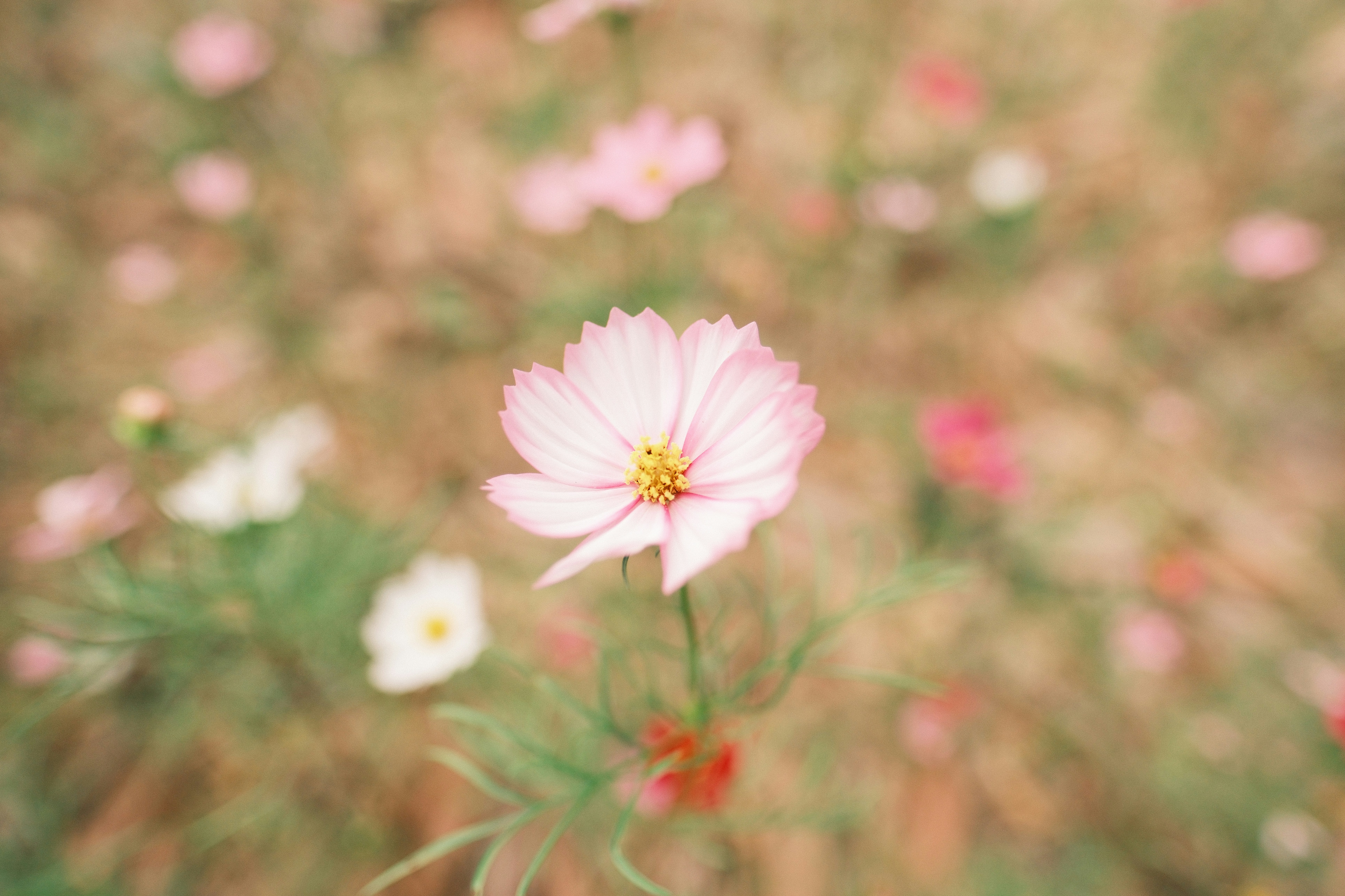 Petal Spotlight: Soft-pink Bloom in a Hazy Meadow