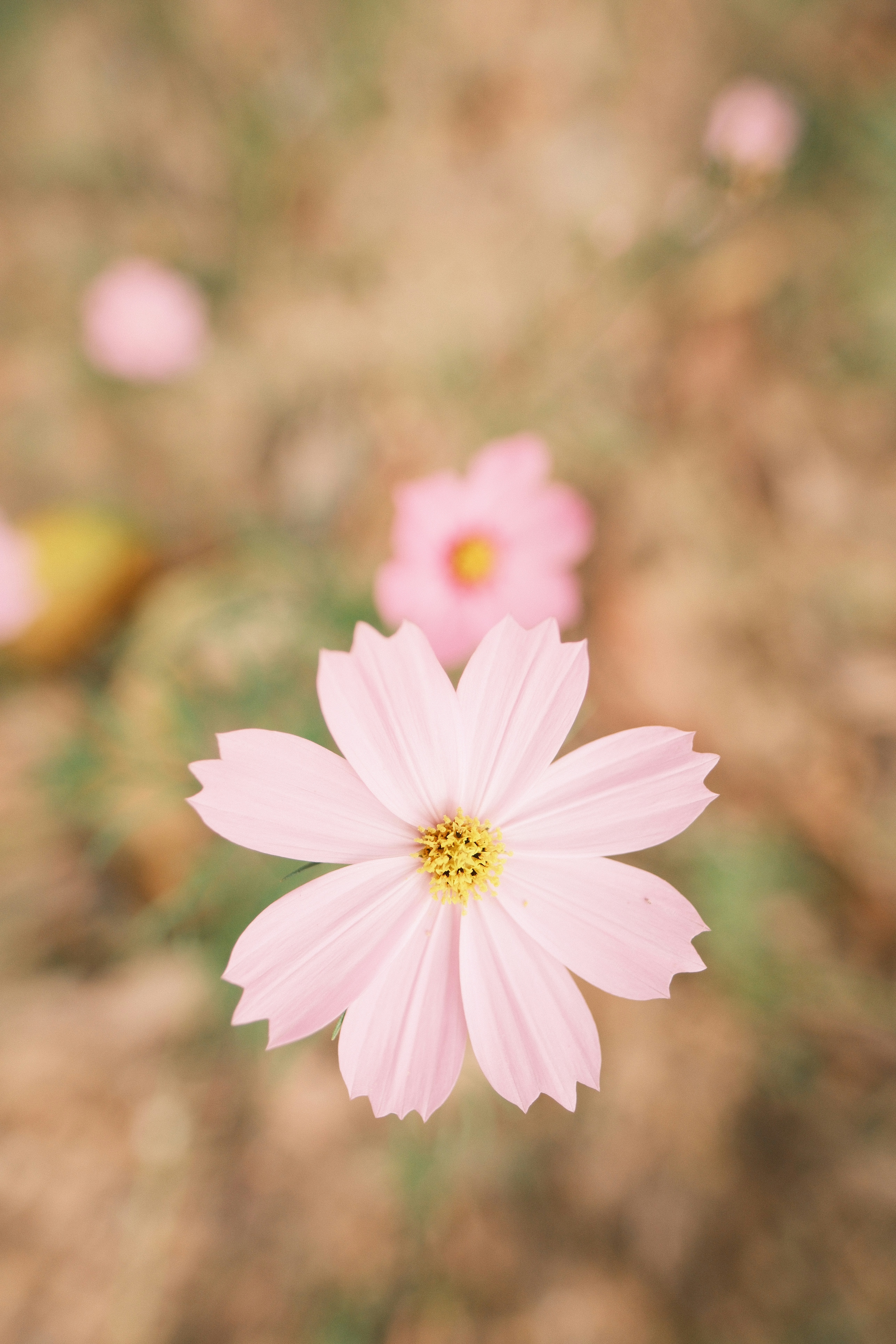 Soft-pink Cosmos in a Quiet Field