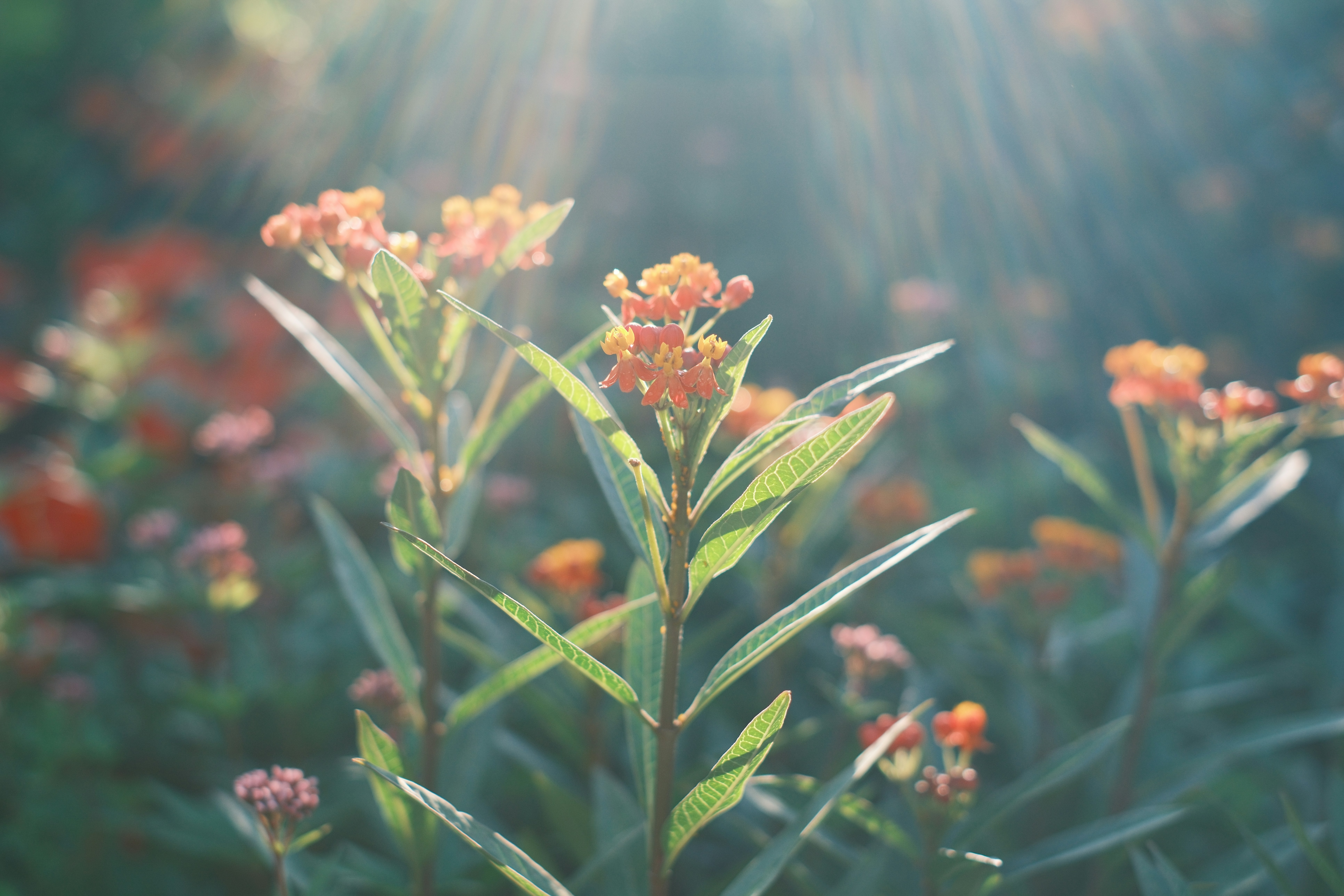 Sunlit Core: Tender Orange Blossoms in Morning Haze
