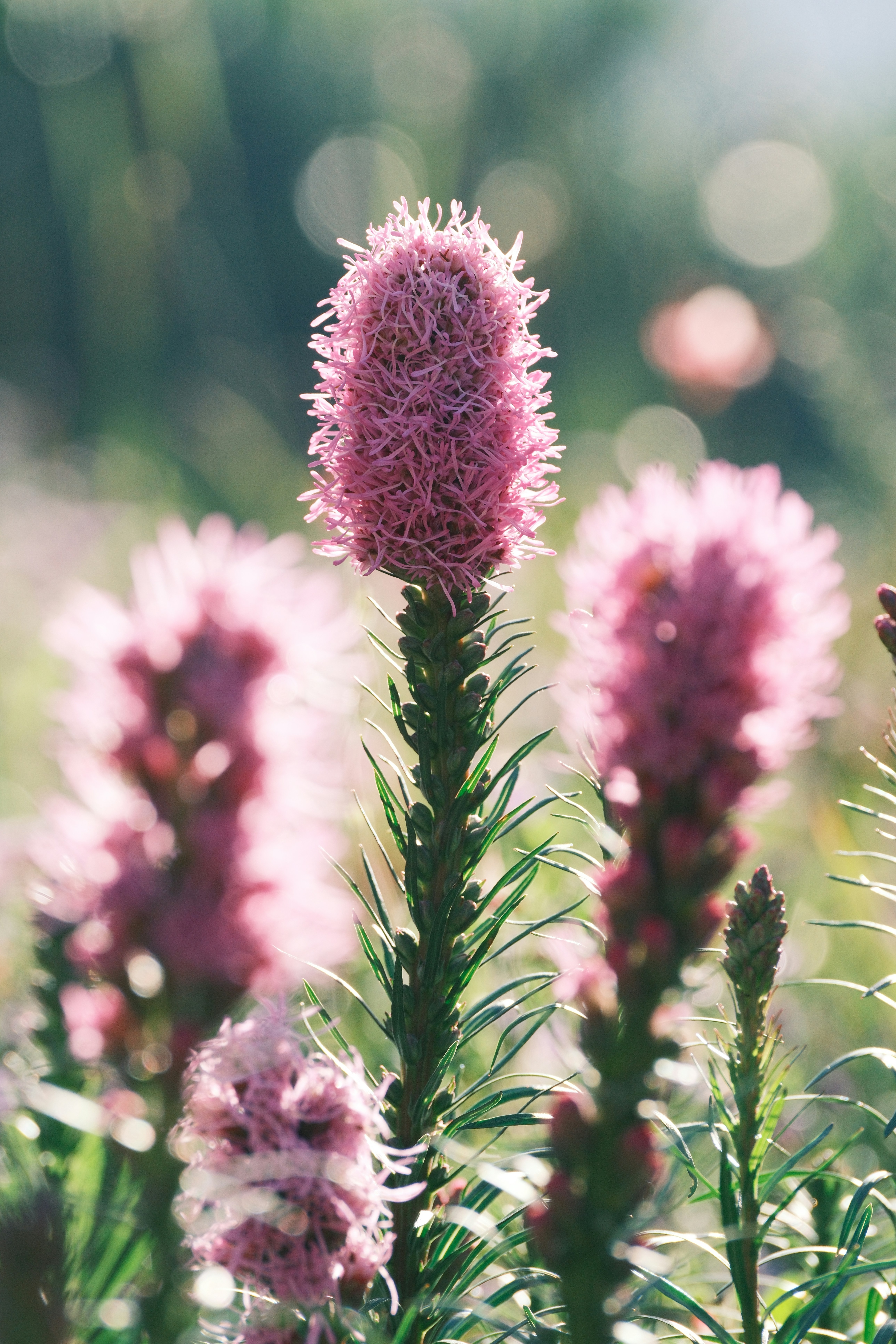 Pink Crocus-like Cone Flower Reaching Toward Morning Light