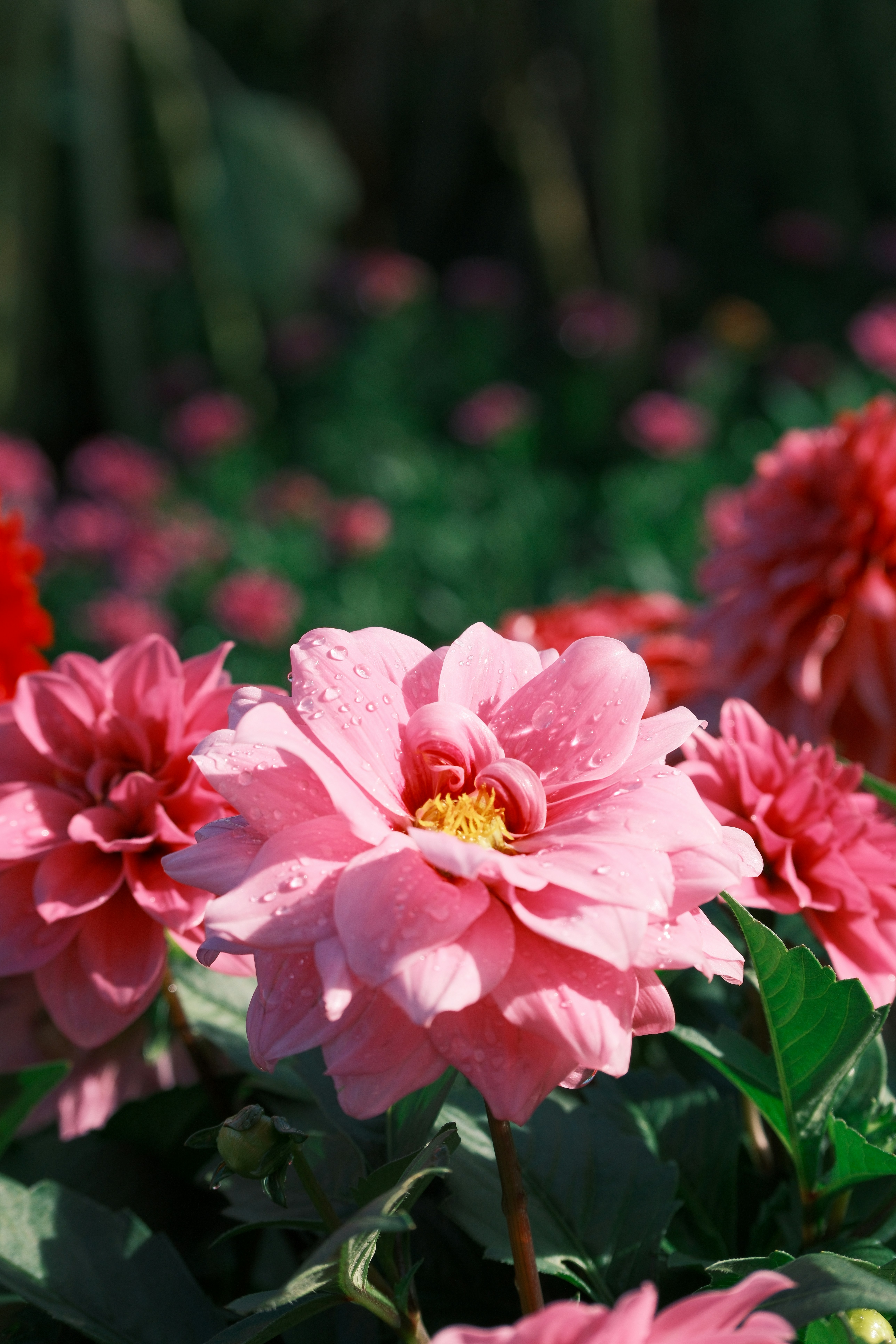 Soft Pink Dahlia Crown in a Sunlit Garden