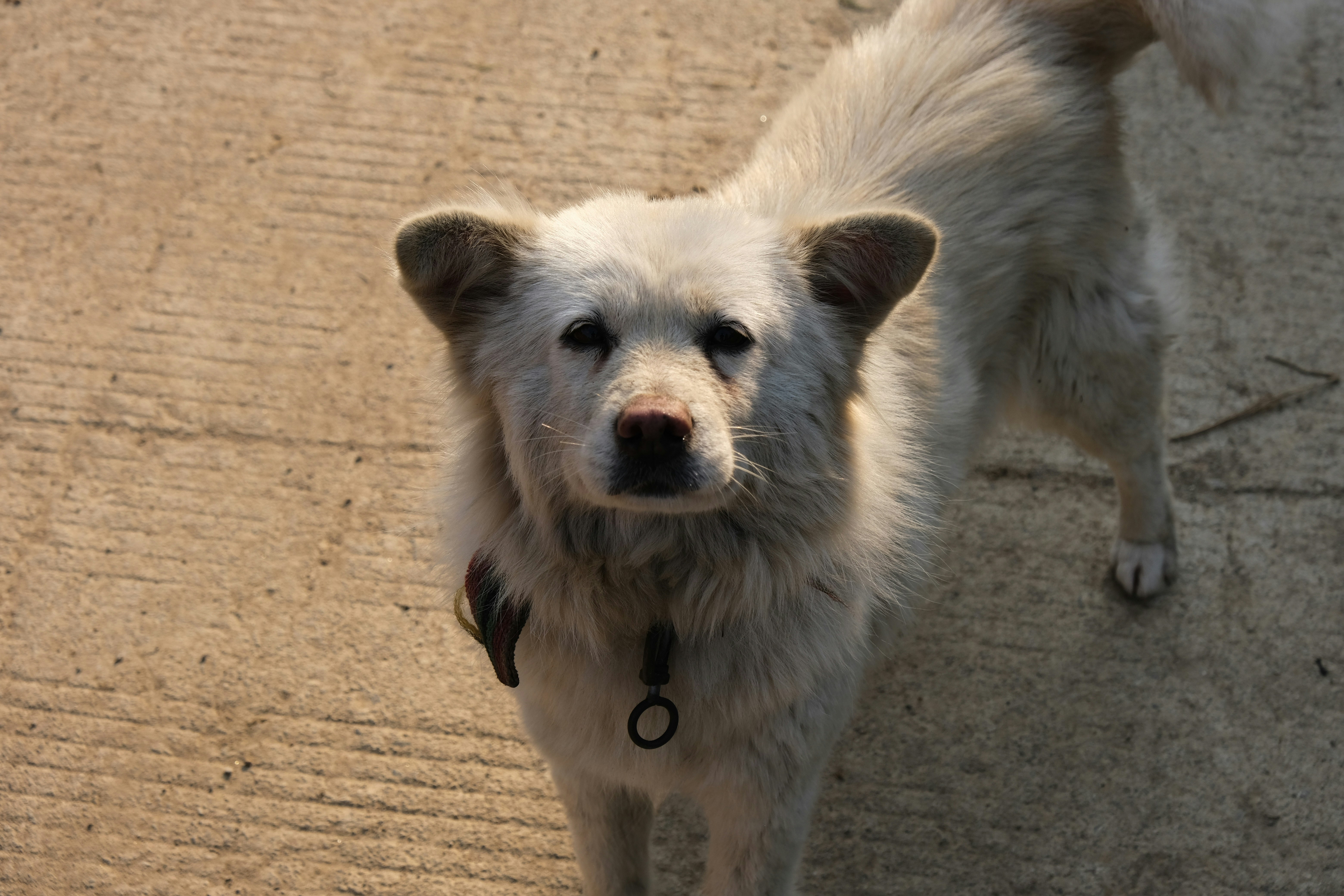 Correction Collar: A Curious Dog Holds Ground on a Sunny Path