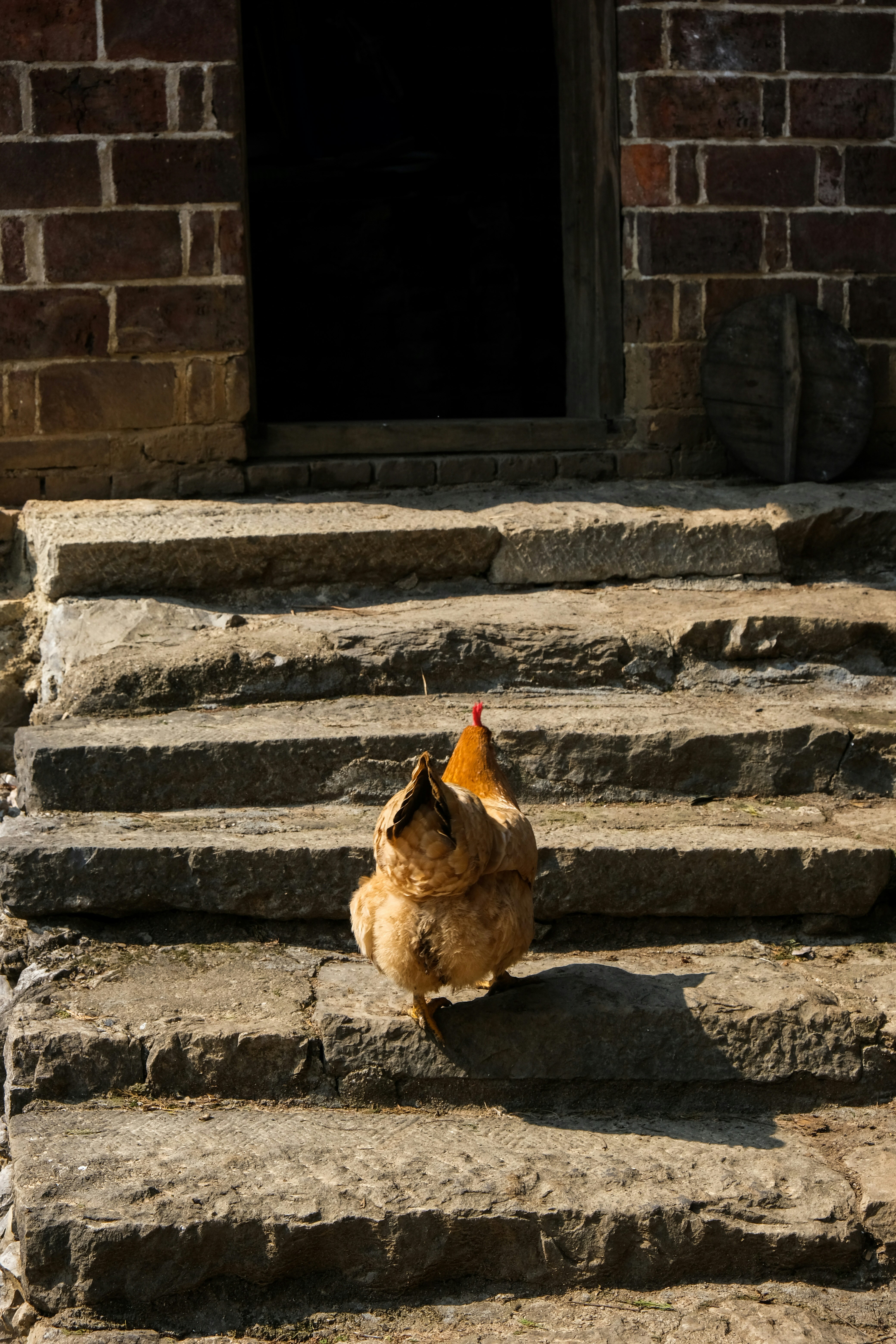 Sunlit Rooster on Weathered Steps