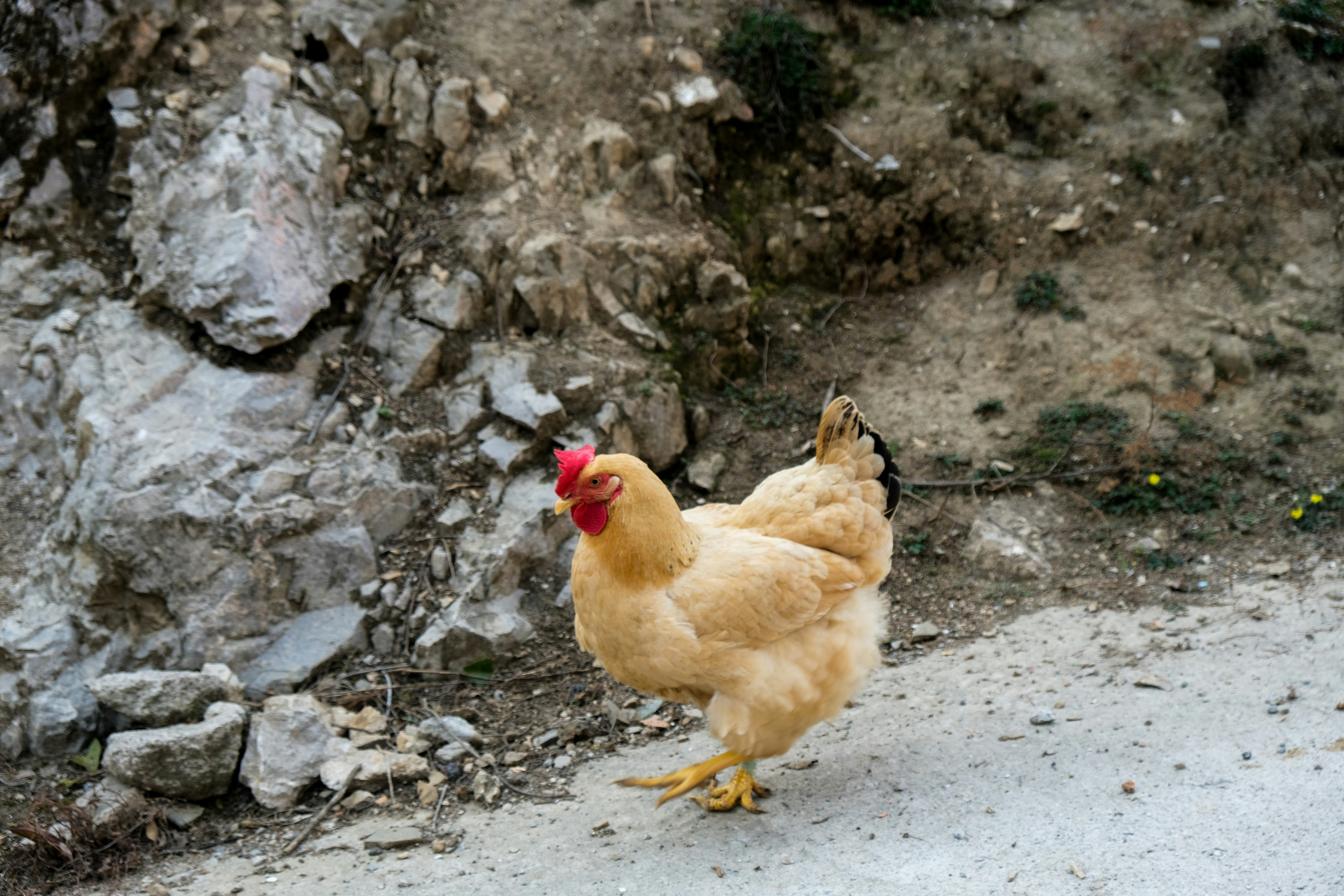A Golden Rooster Stands Guard on a Gravel Path