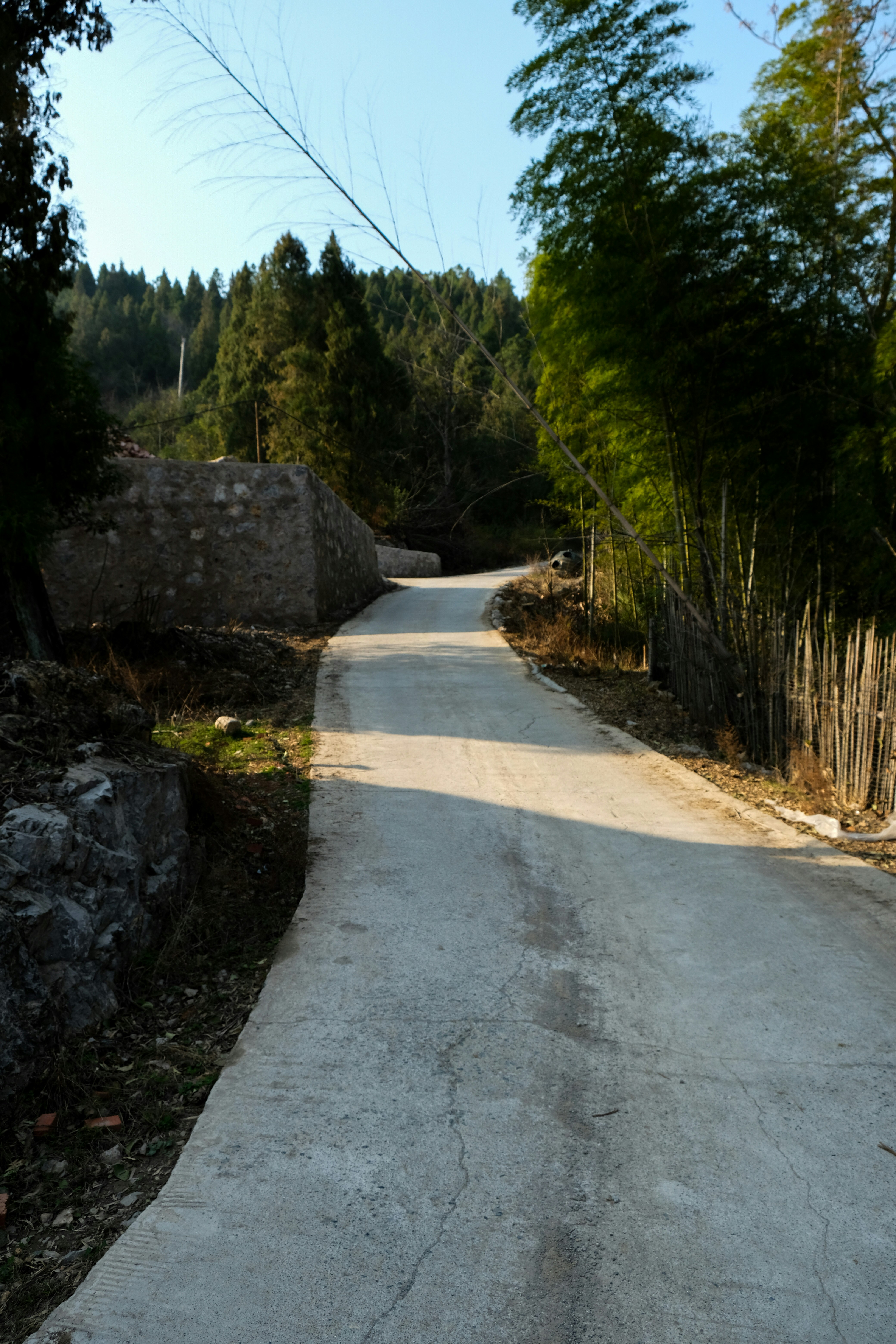 Path Through the Quiet Pines