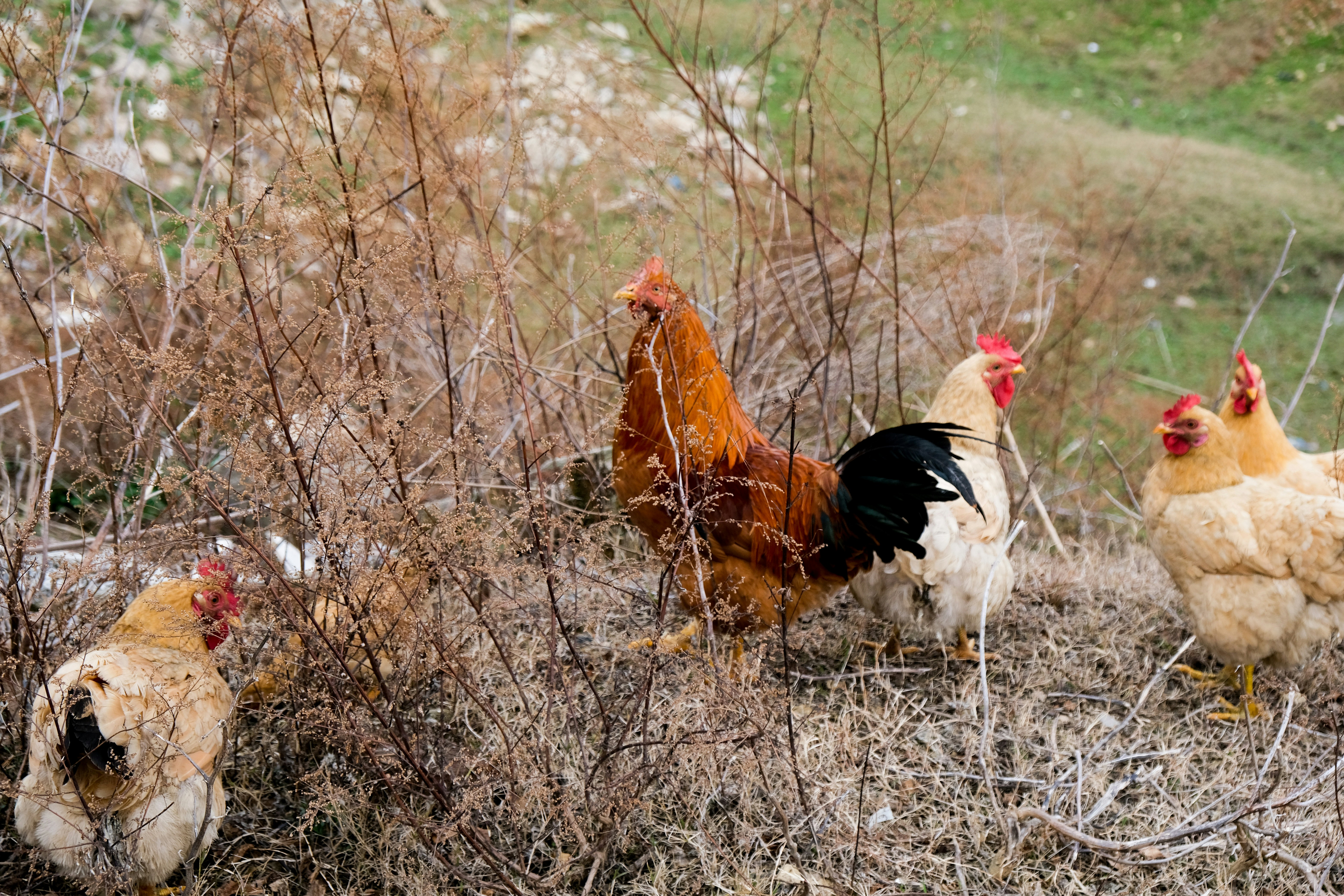 Red Rooster among Free-Range Flock