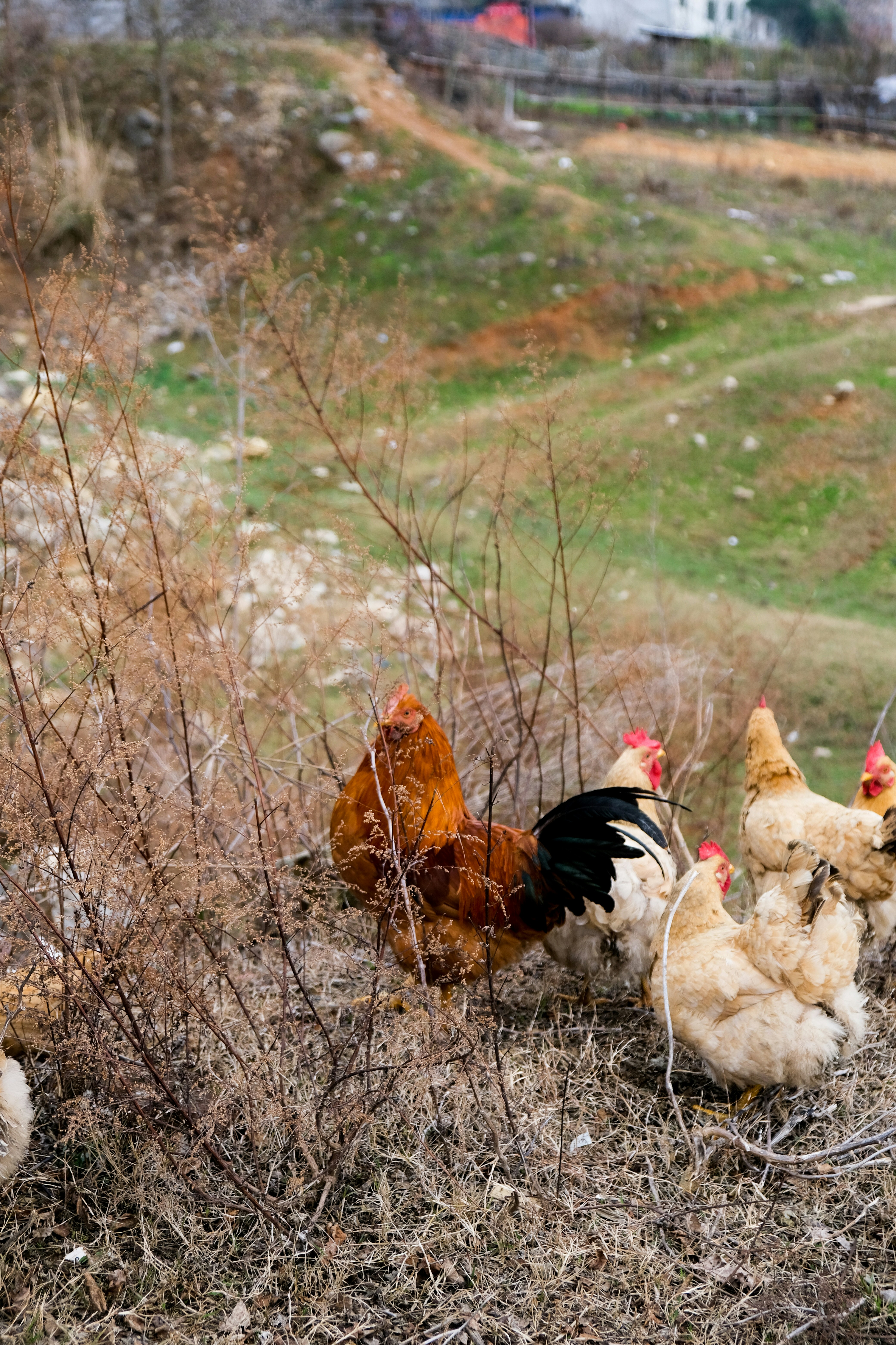 Roost of maturing hens amid dry grasses and rolling hillside