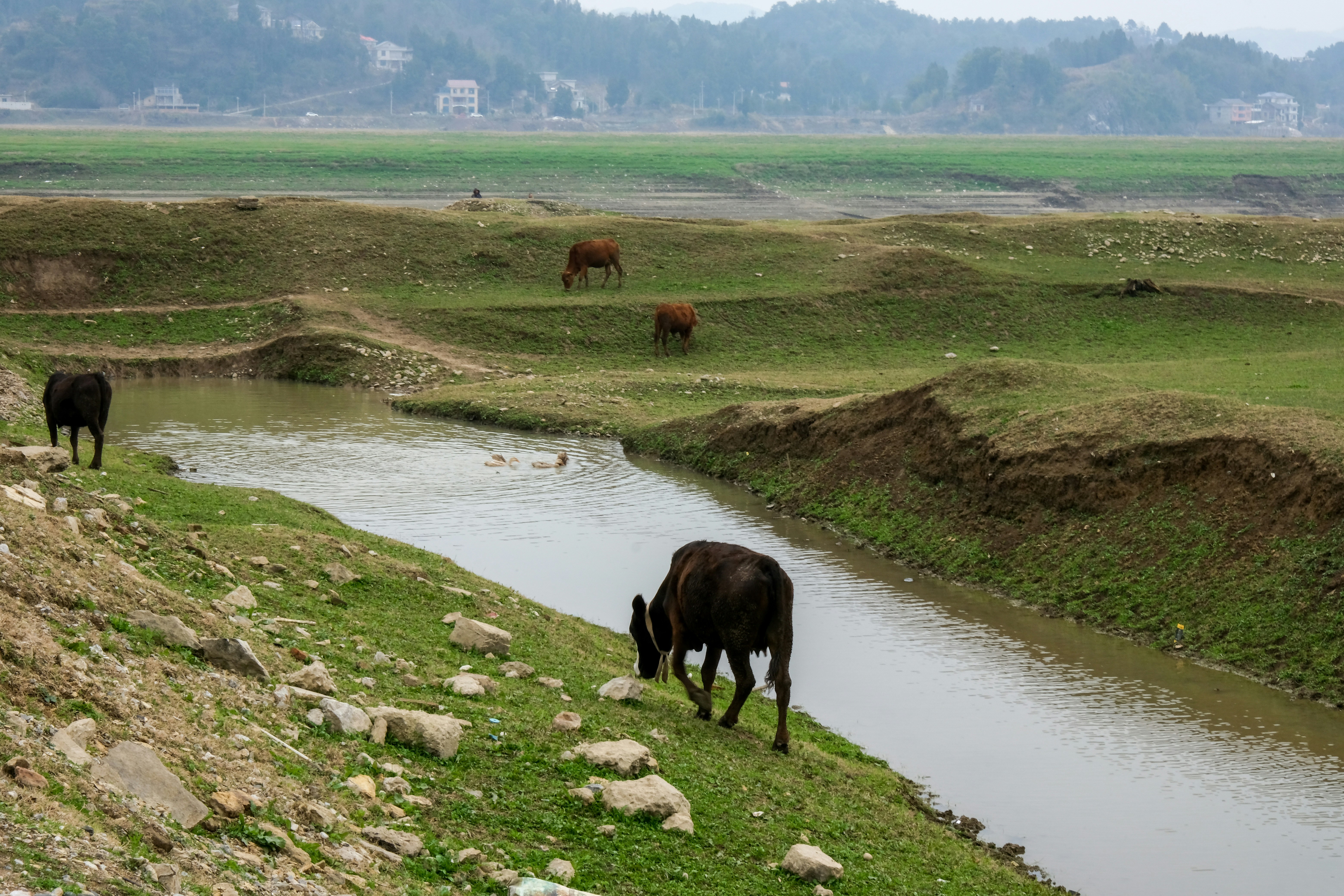 Pasture Riverbank: Grazing Pines under Open Sky