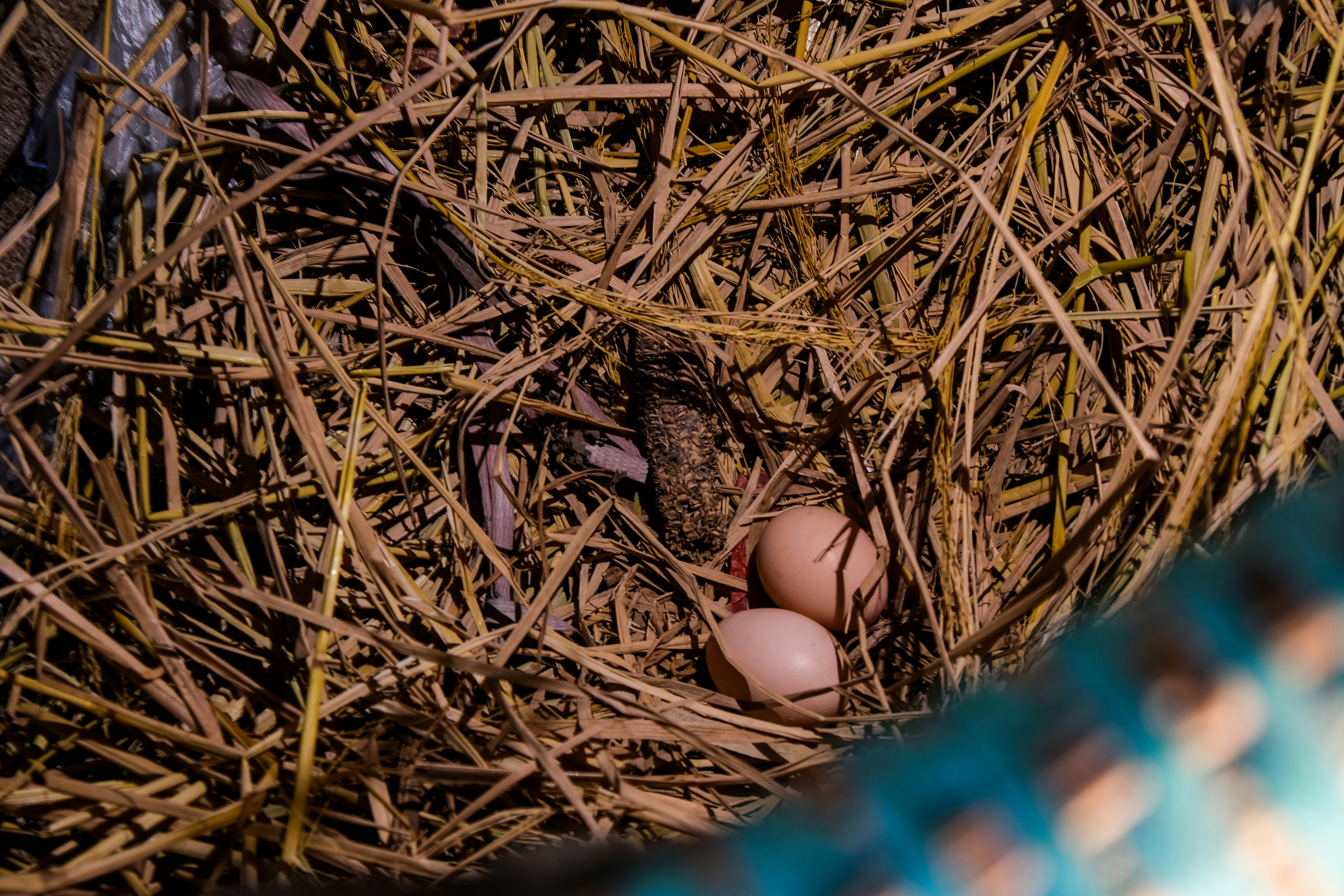 Eggs in a Nest: Hidden Life Beneath the Weave of Straw