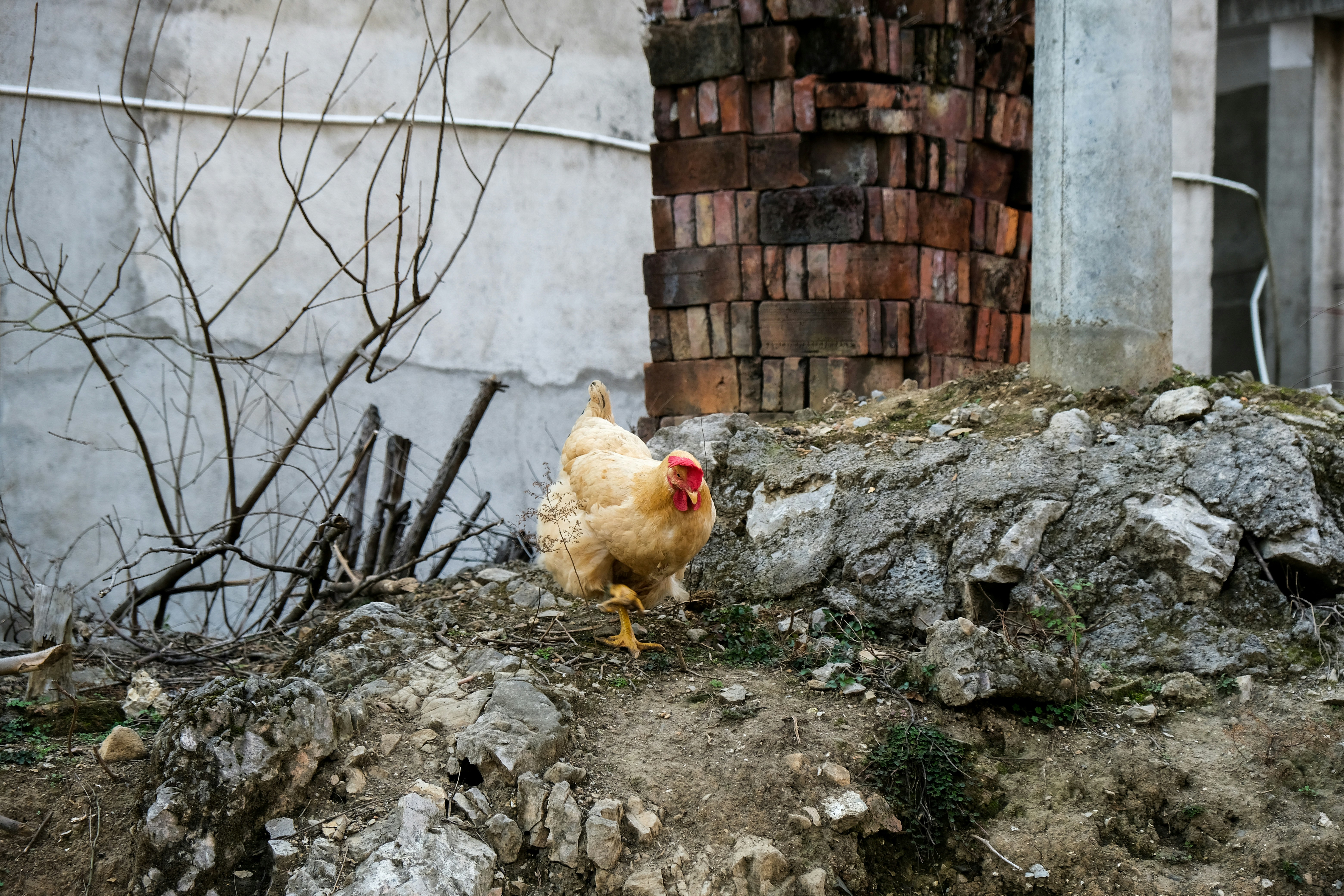 Dusty Yard Rooster Standing Guard by Weathered Steps