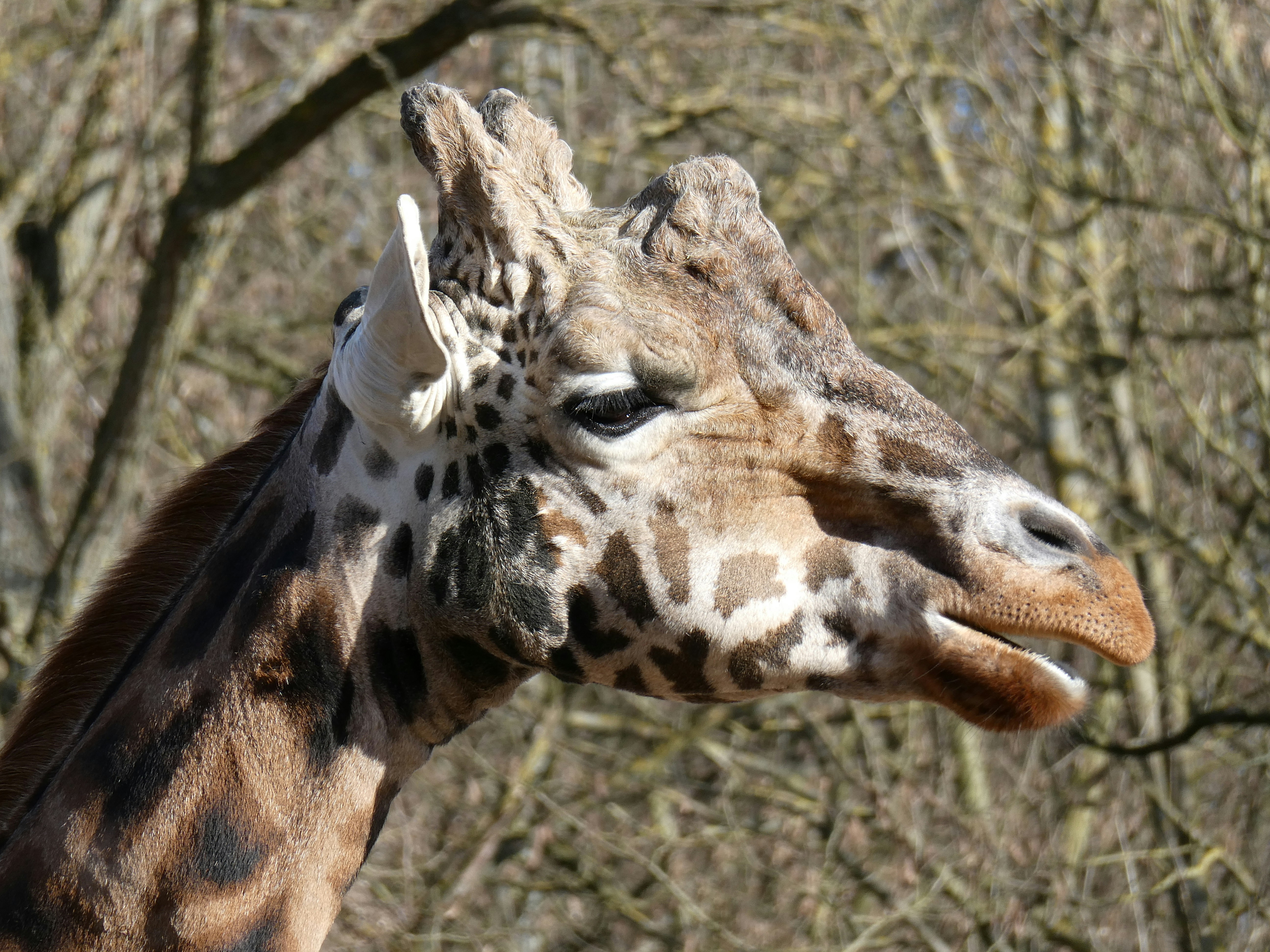 Giraffe Portrait: Quiet Gaze Amid Sparse Branches