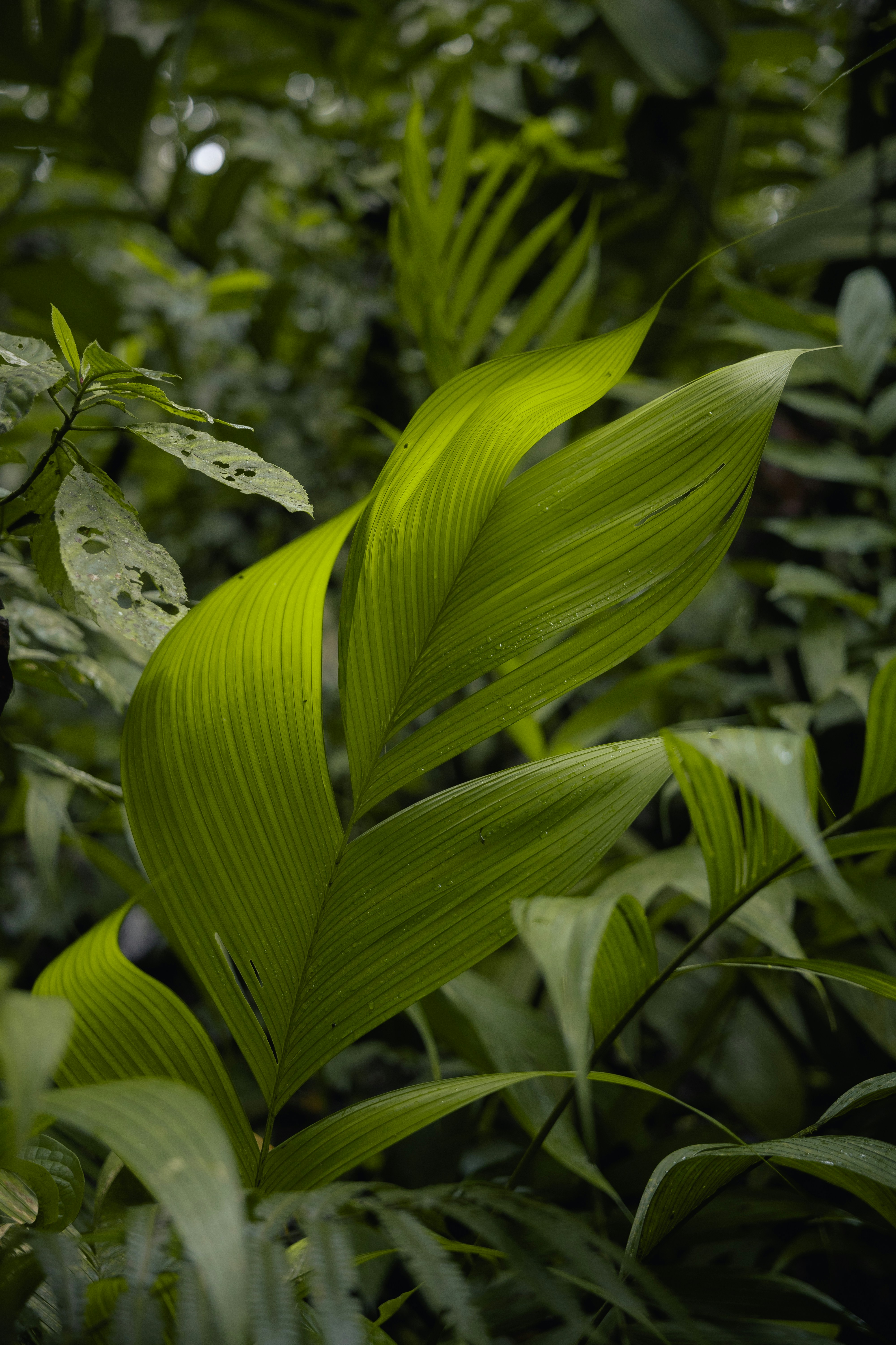 Emerald Fronds: a Quiet Dawn Among Jungle Leaves